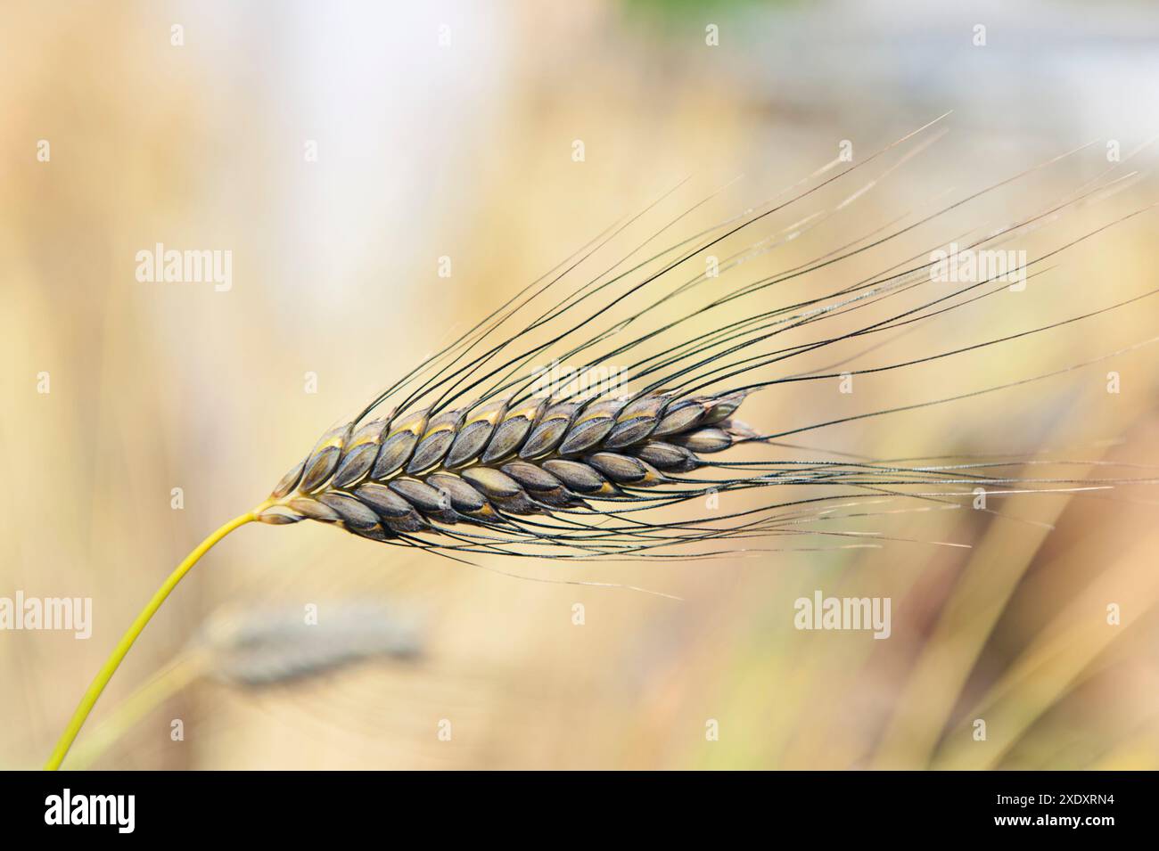 Emmer hi-res stock photography and images - Alamy