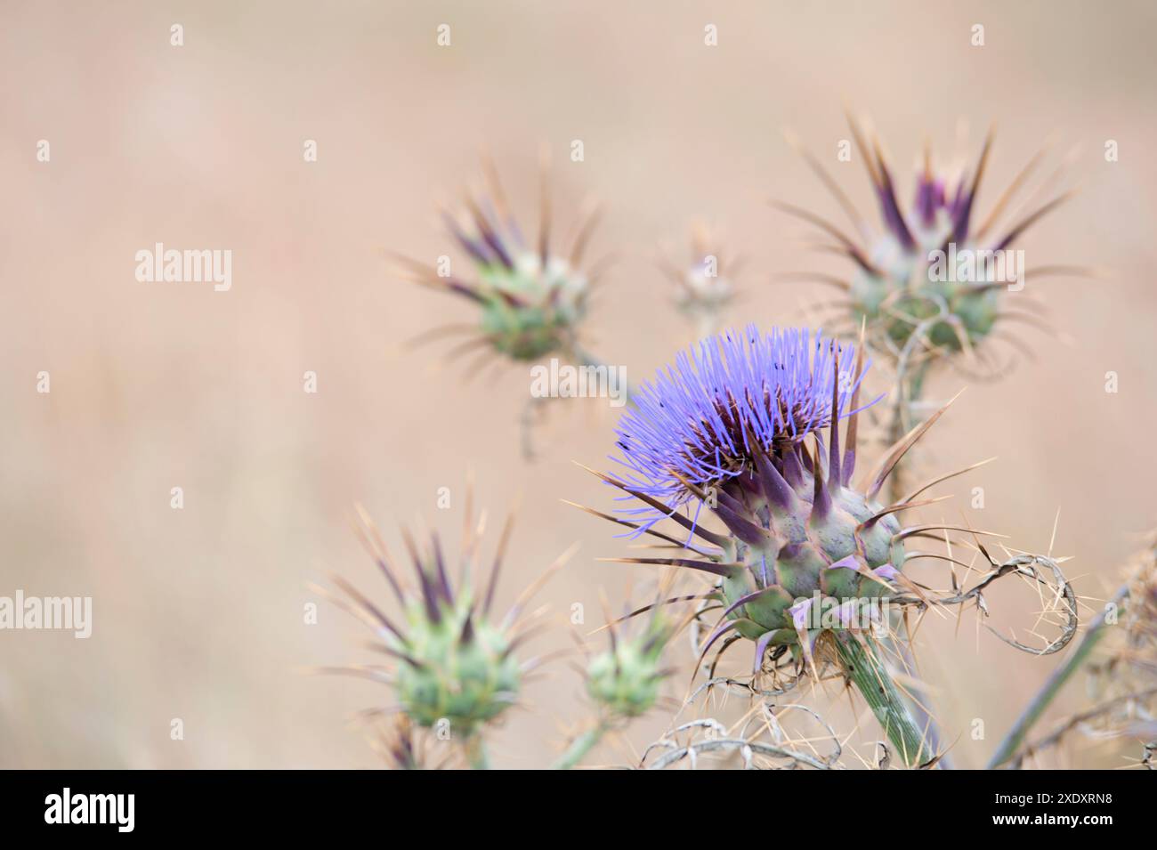 Common thistle family plant hi-res stock photography and images - Alamy
