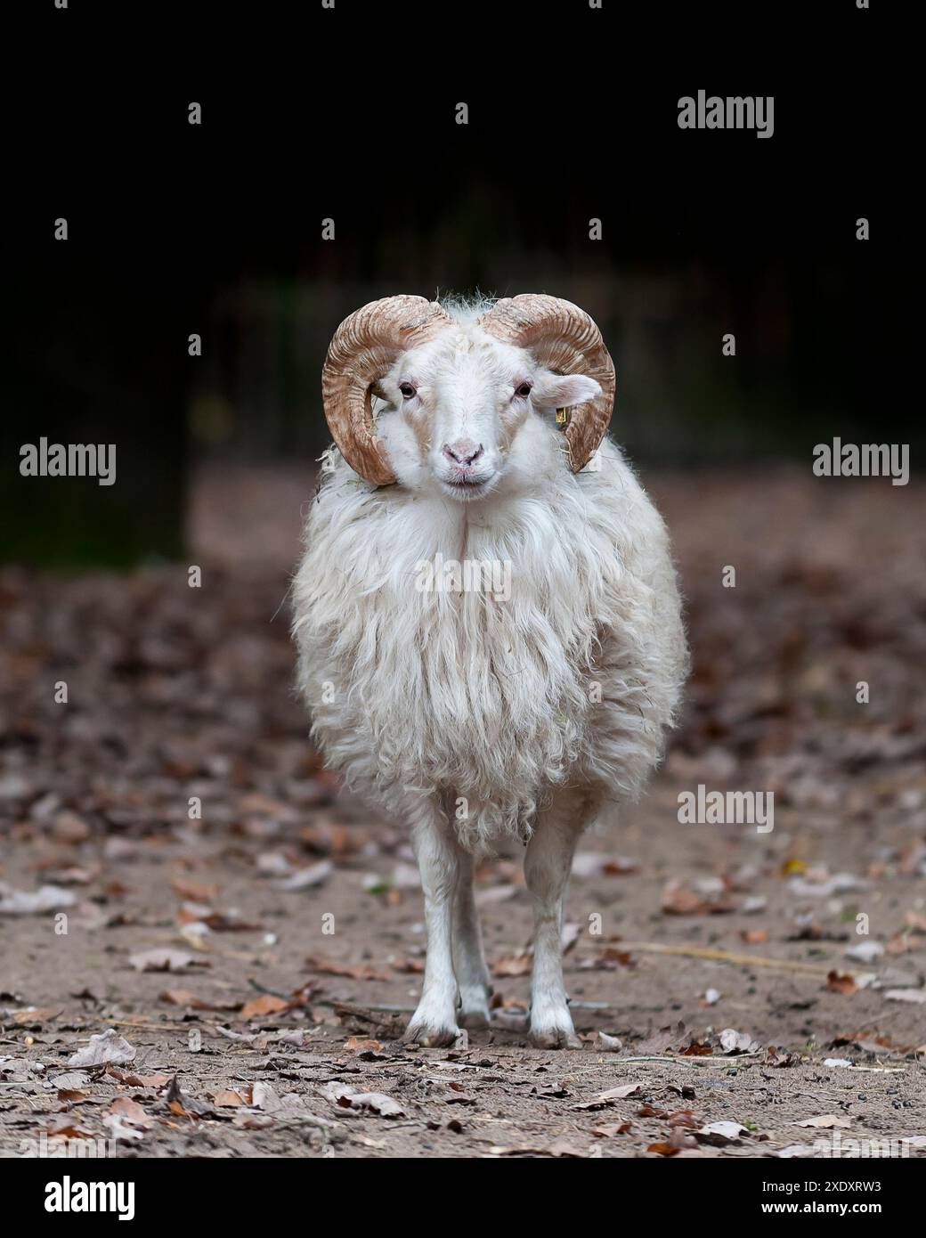 Horn horns horned sheep hi-res stock photography and images - Alamy