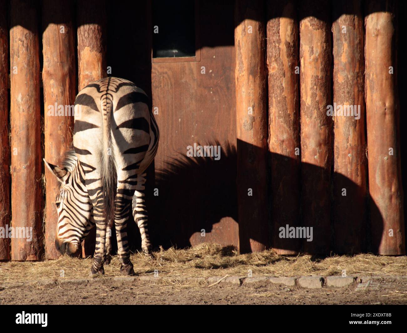 Wild animals zebra shadow hi-res stock photography and images - Alamy