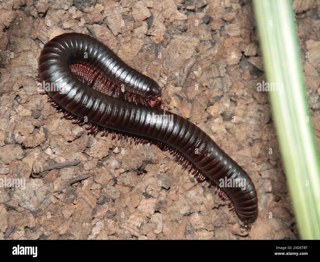 Centipedes hi-res stock photography and images - Alamy