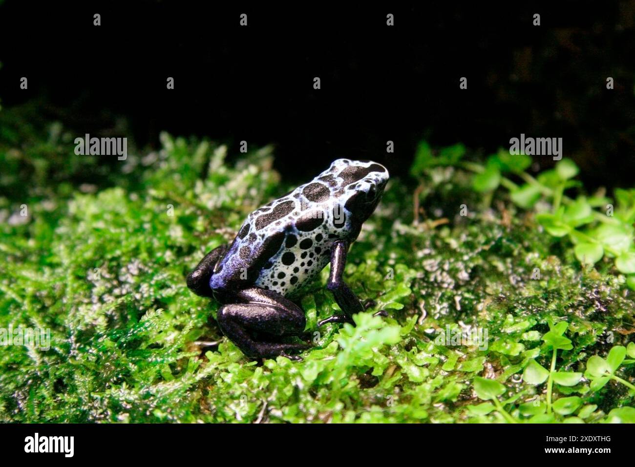 Poison arrow tree hi-res stock photography and images - Alamy