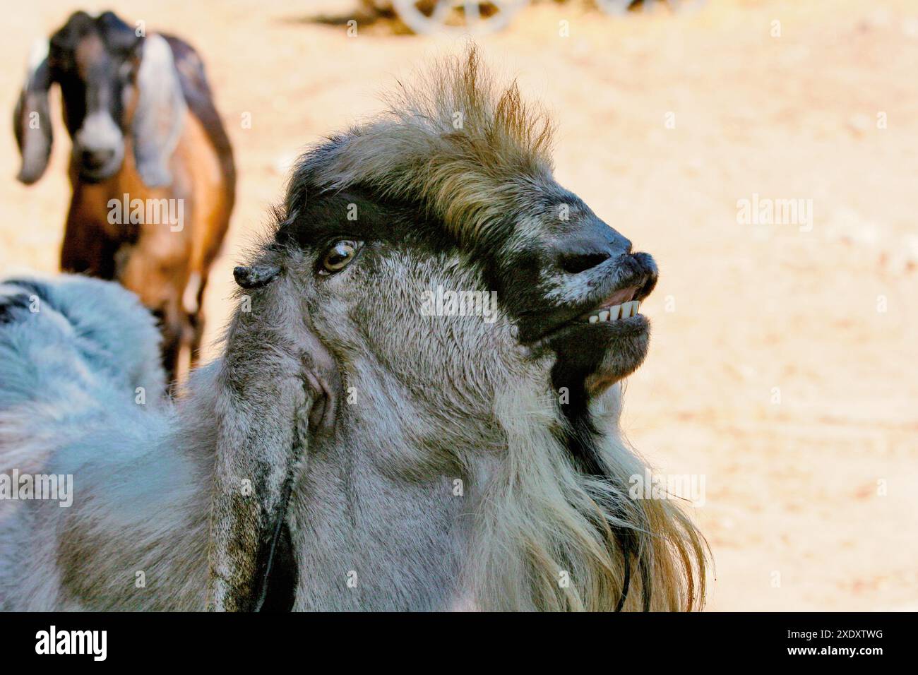 African ones hi-res stock photography and images - Alamy