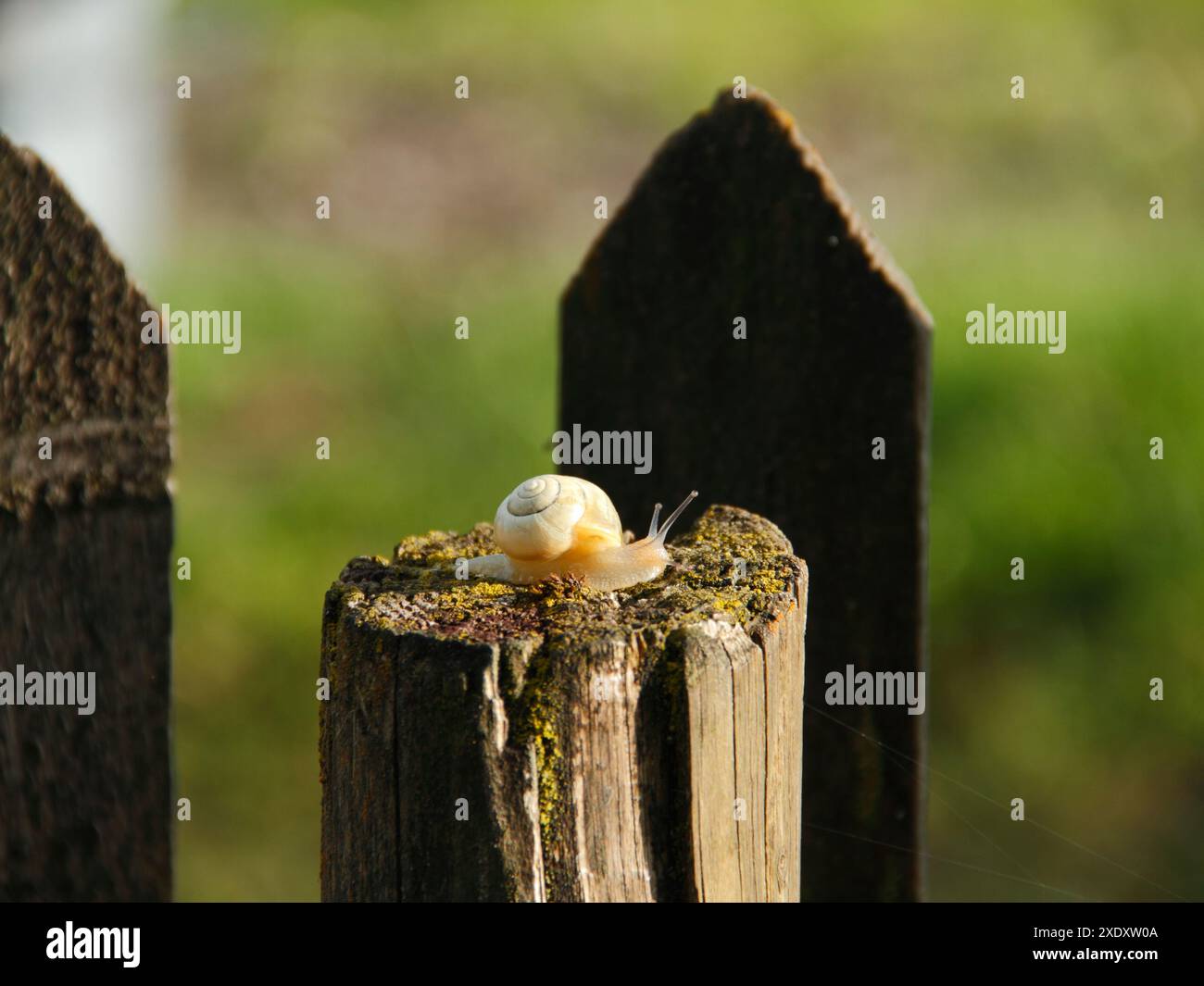 Hermaphrodite hi-res stock photography and images - Alamy