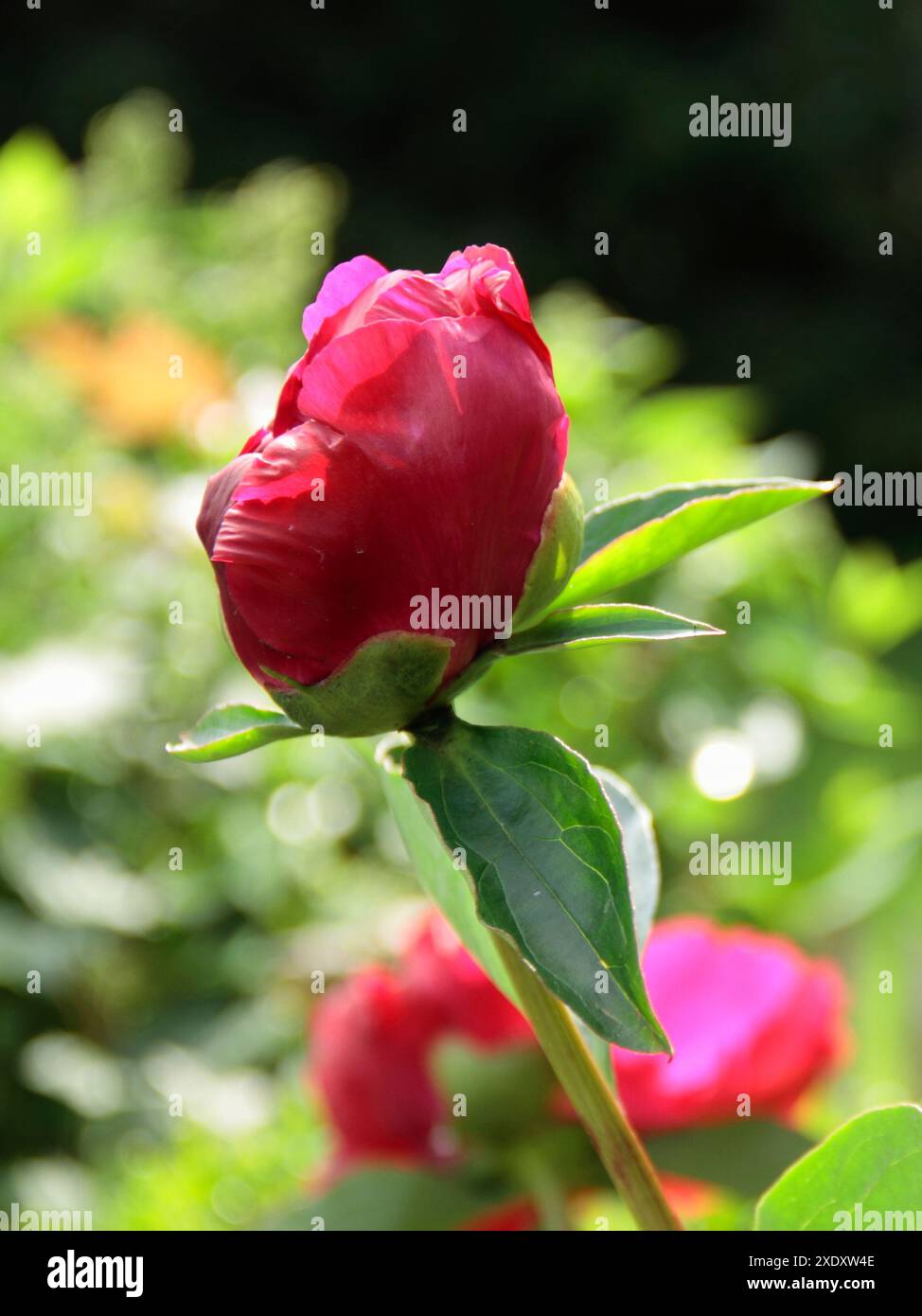 Pentecost detail hi-res stock photography and images - Alamy