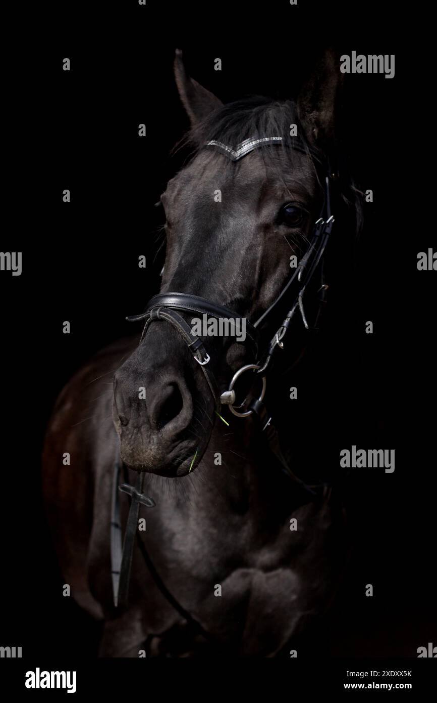 Criollo horse portrait hi-res stock photography and images - Alamy