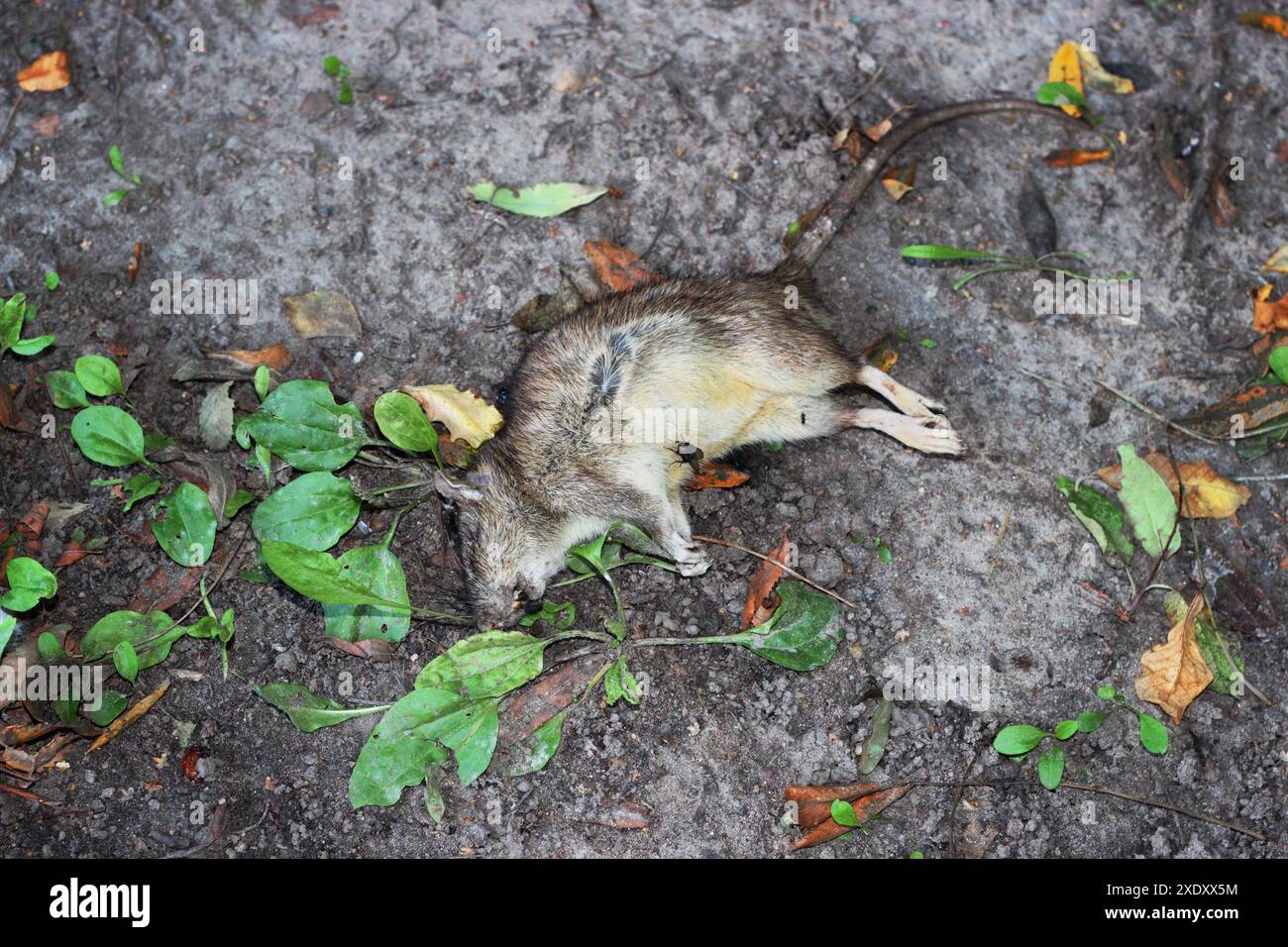 Ground rat hi-res stock photography and images - Alamy