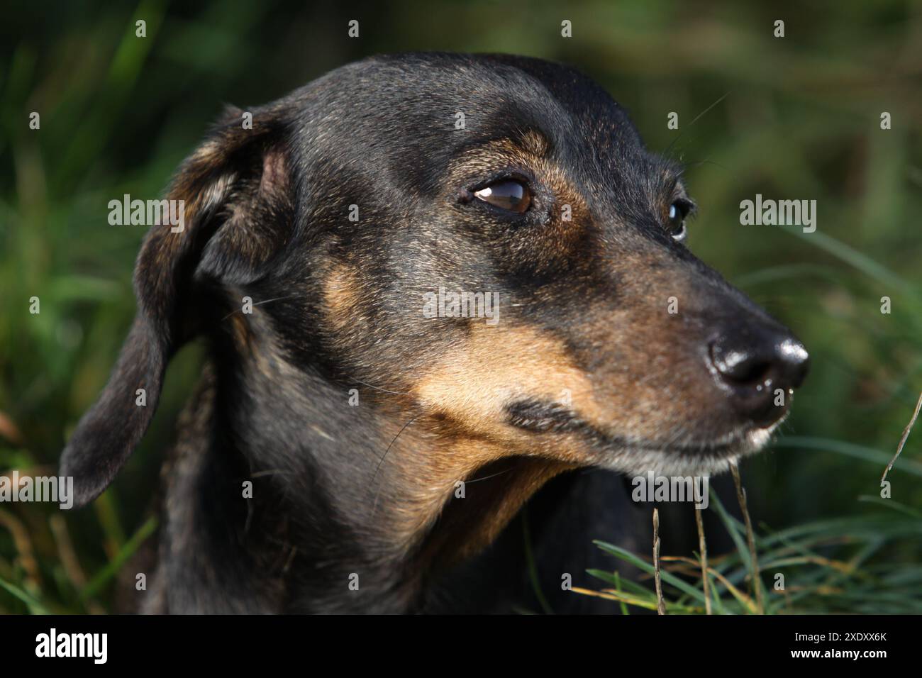 Teckel portrait hi-res stock photography and images - Alamy