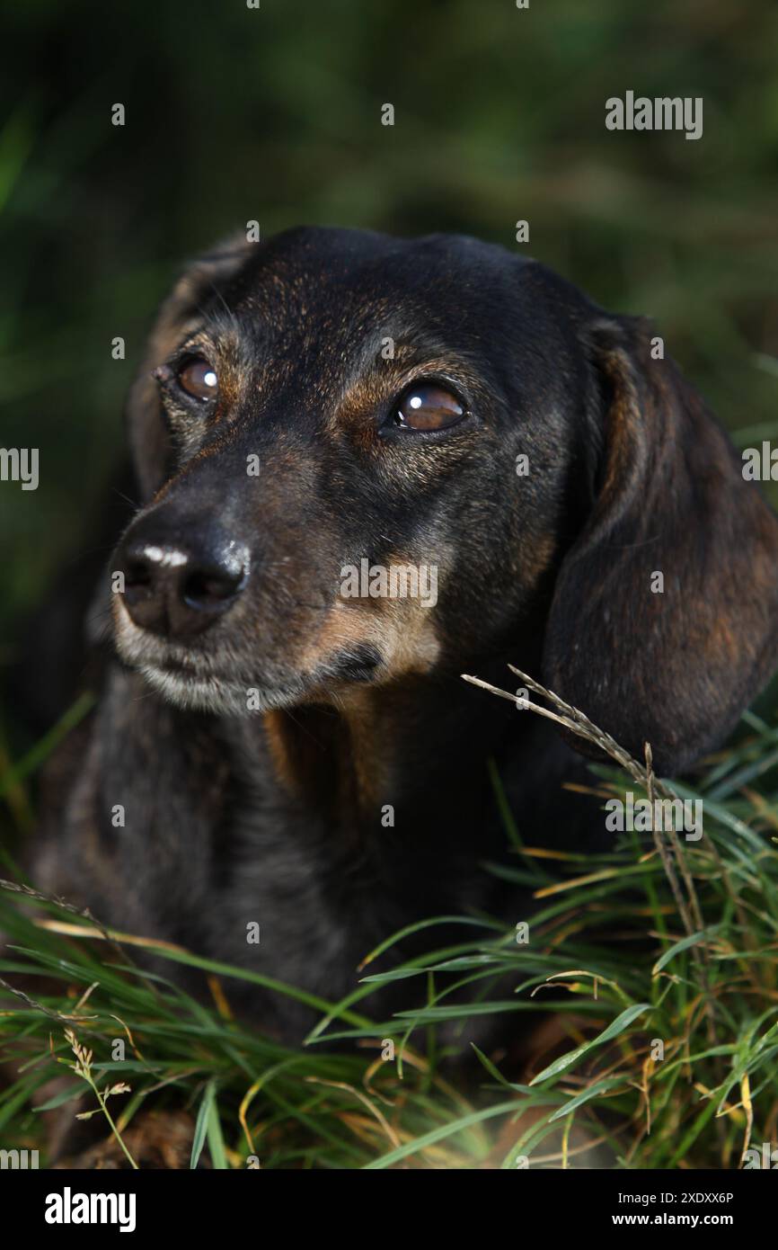 Teckel portrait hi-res stock photography and images - Alamy