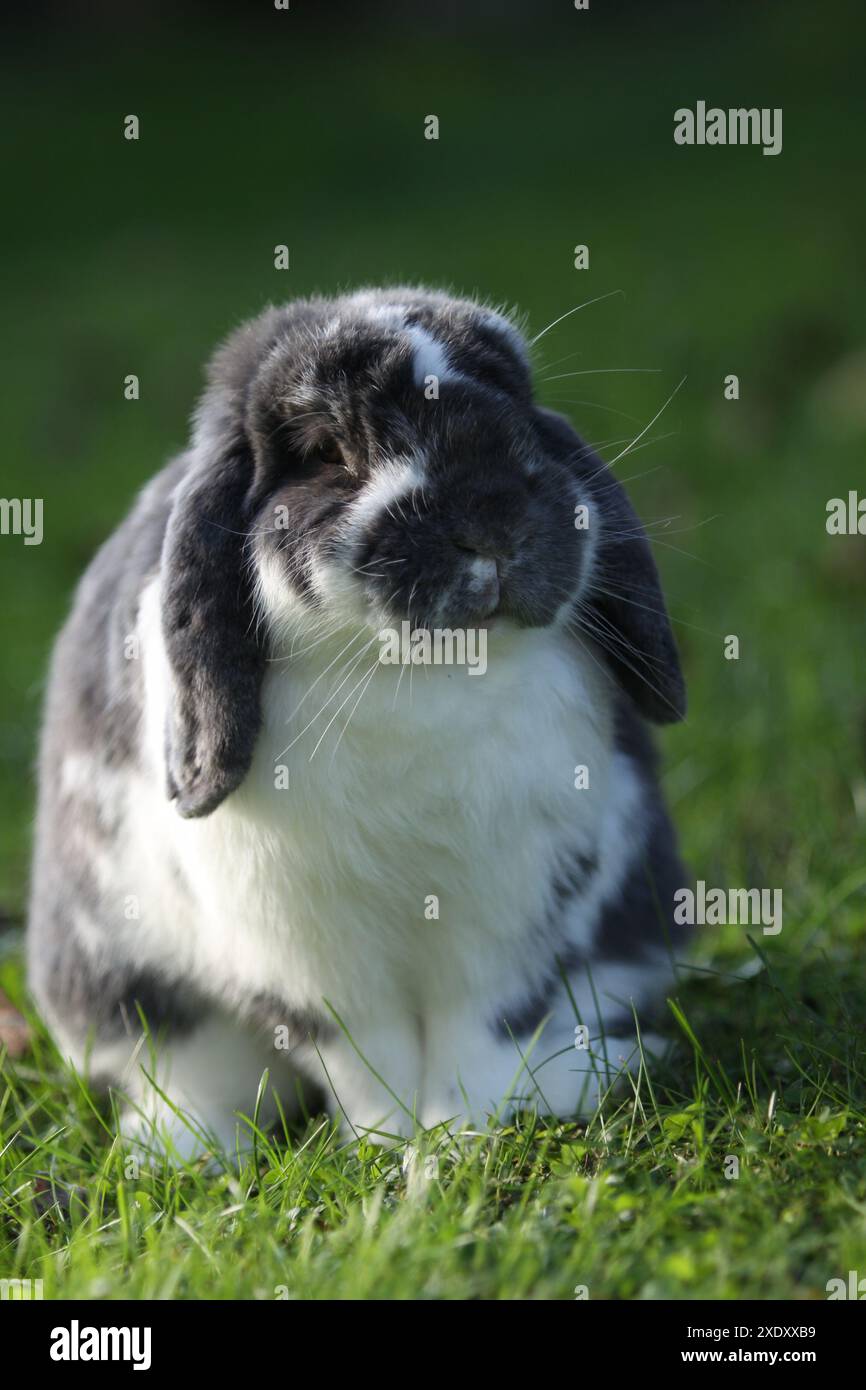 Dwarf bunny hi-res stock photography and images - Alamy
