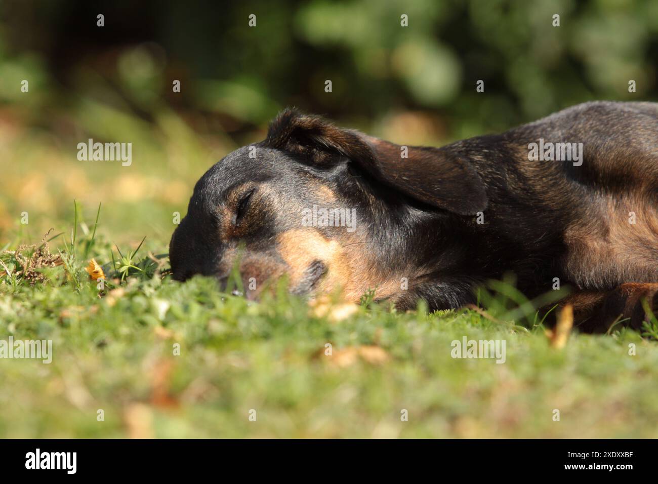 Mammal sleep sleeping mammals hi-res stock photography and images - Alamy