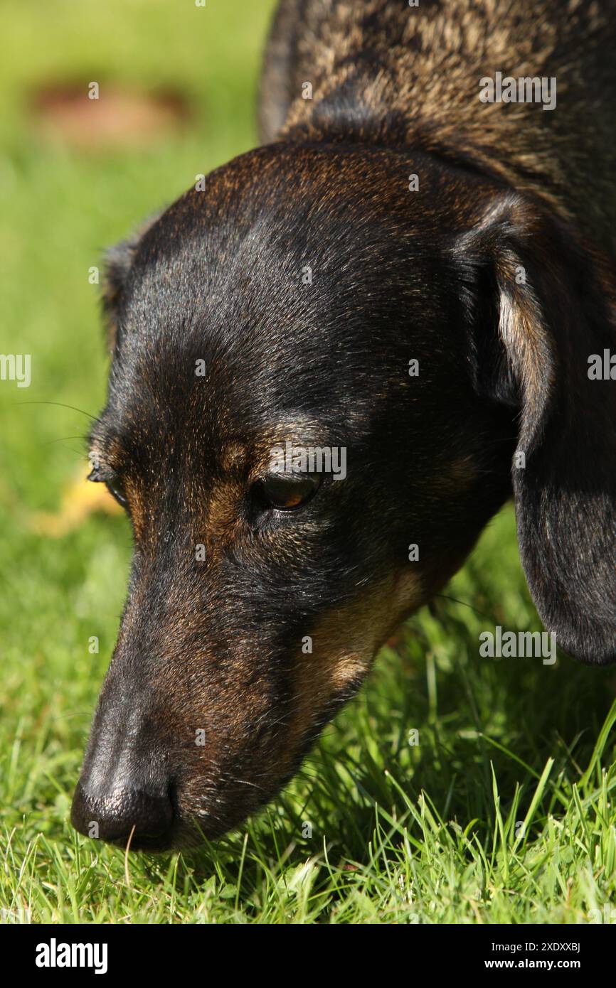 German badger dog hi-res stock photography and images - Alamy