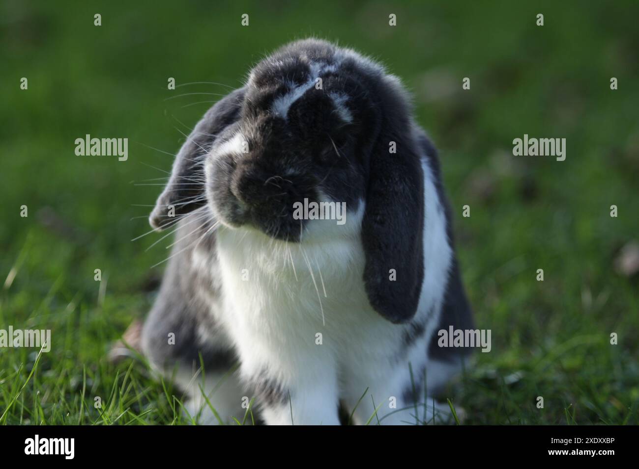 Dwarf ram rabbit hi-res stock photography and images - Alamy