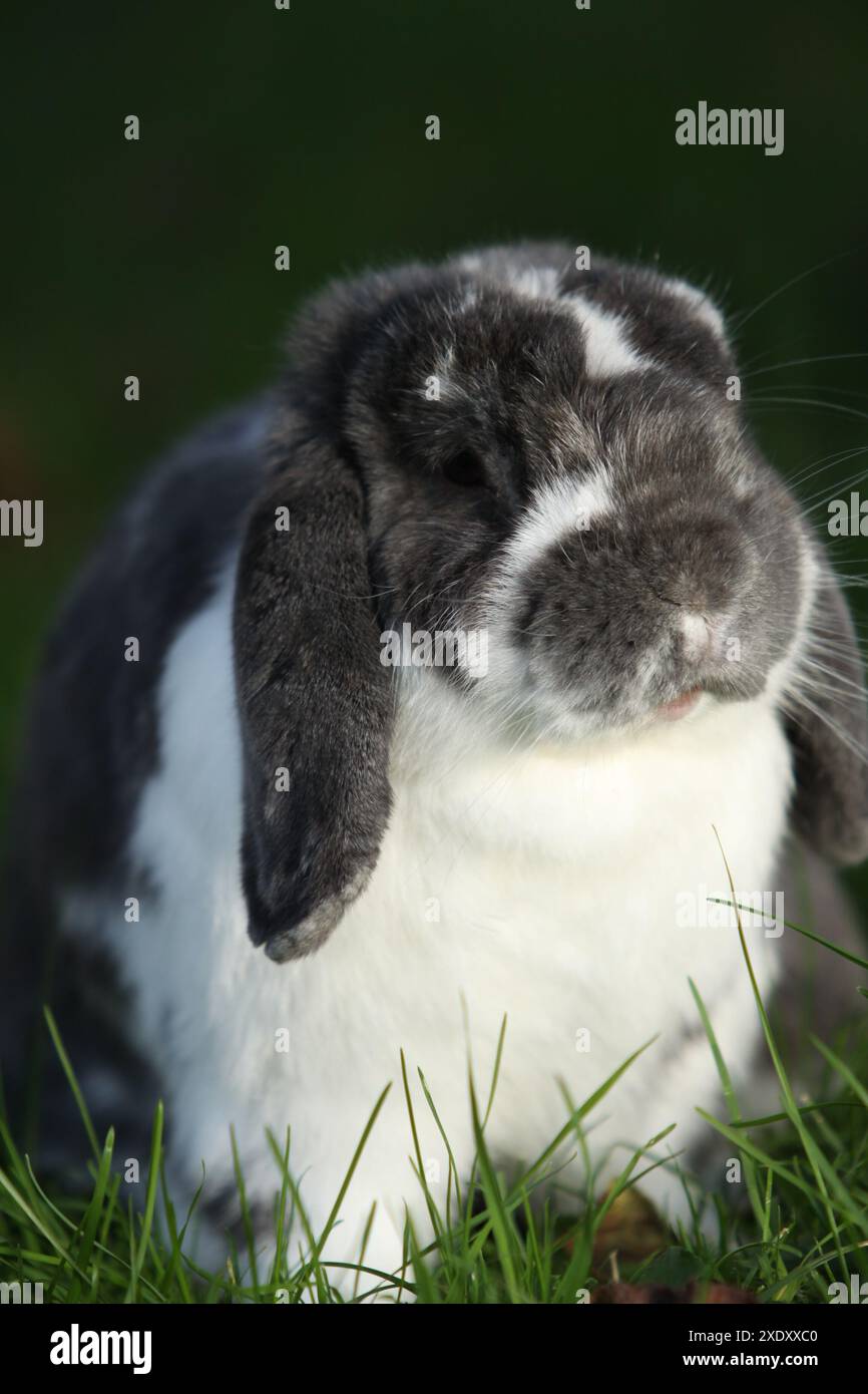 Lop eared dwarf rabbit hi-res stock photography and images - Alamy