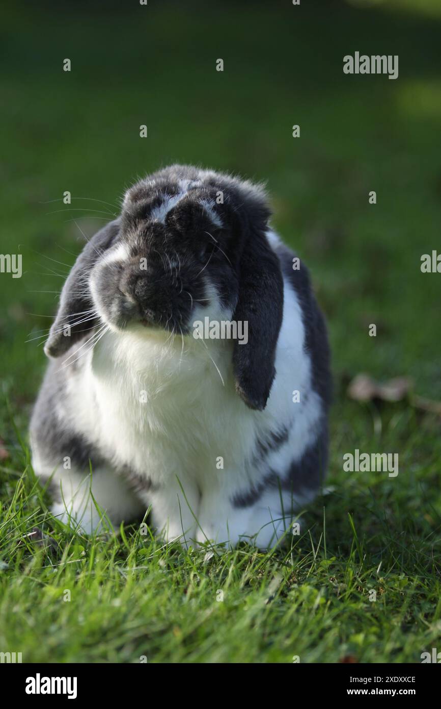 Dwarf animals hi-res stock photography and images - Alamy