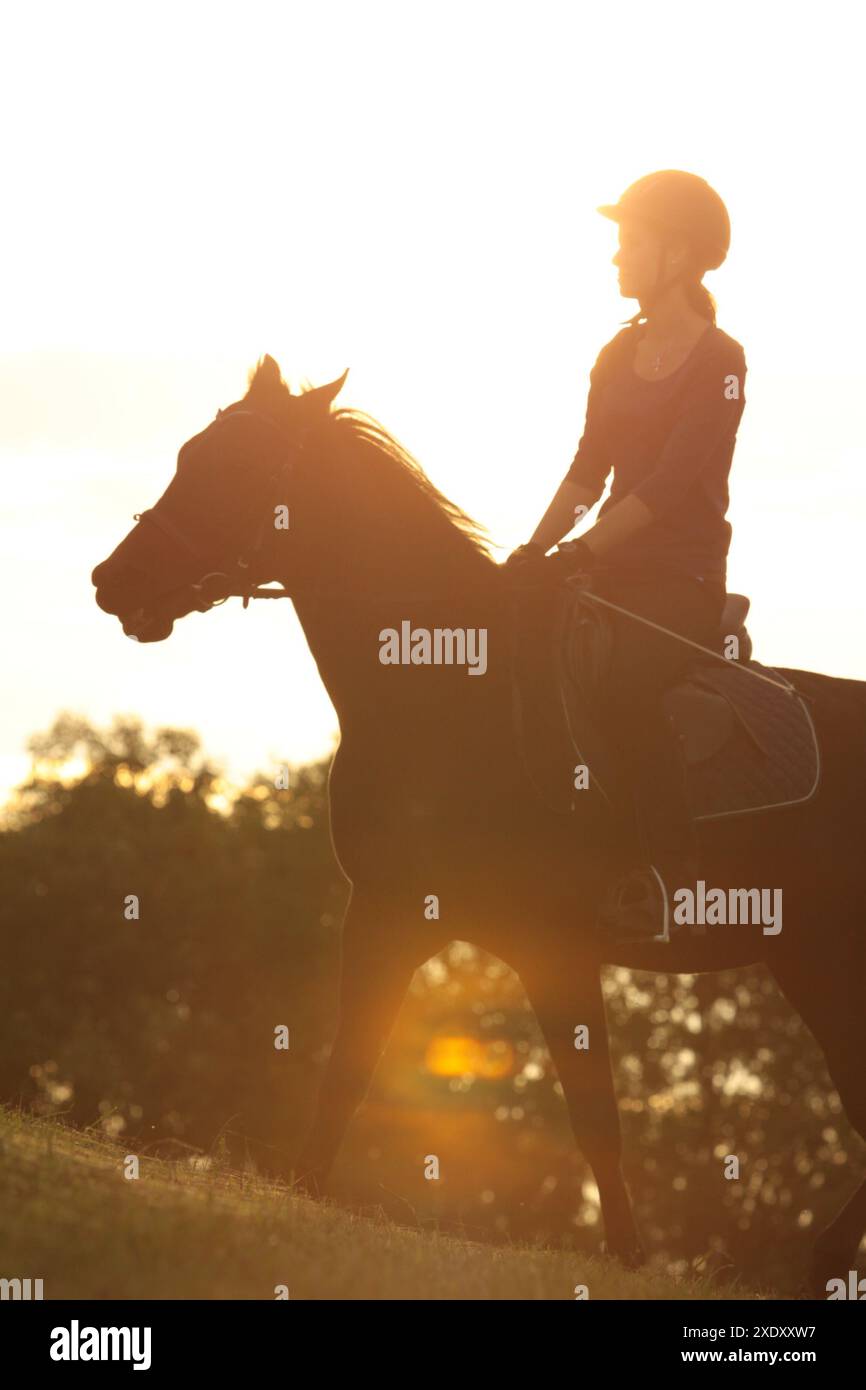 Horse during Sunset Stock Photo - Alamy