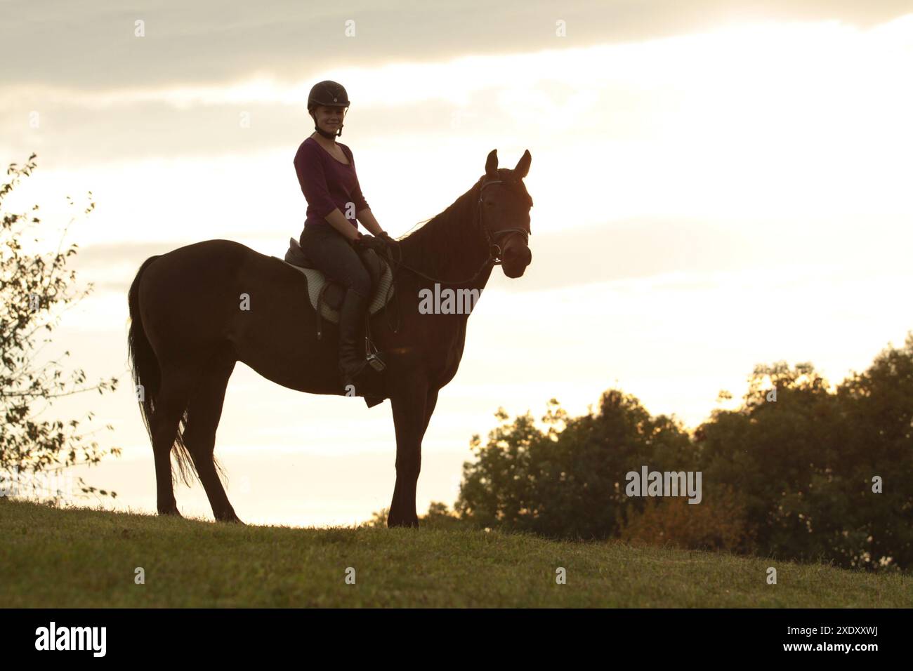 Horse during Sunset Stock Photo - Alamy