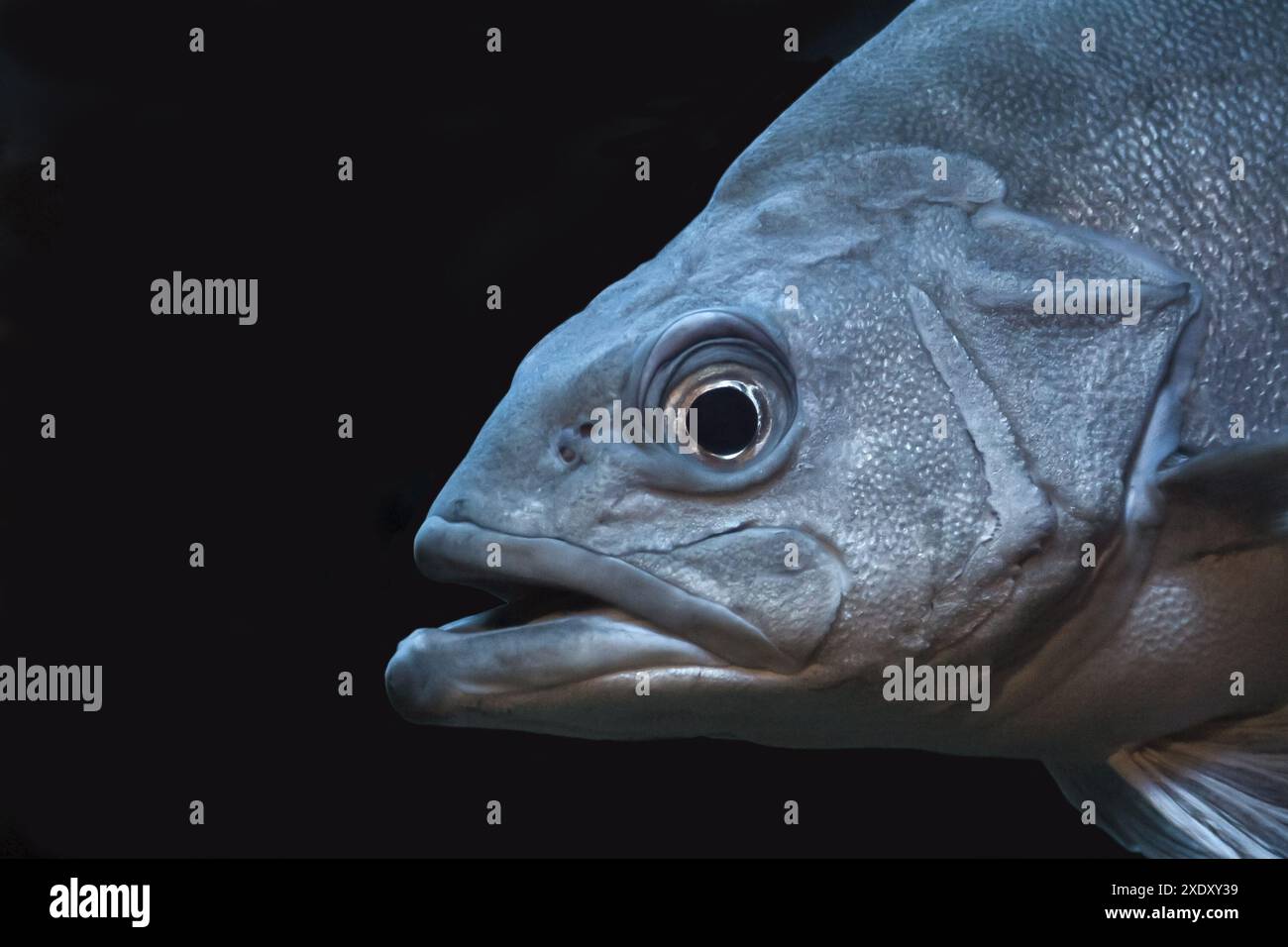 Fish shed shop hi-res stock photography and images - Alamy