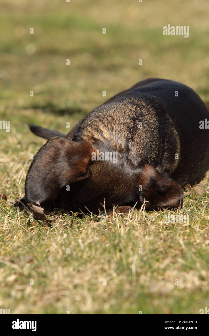 German shorthaired portrait hi-res stock photography and images - Alamy