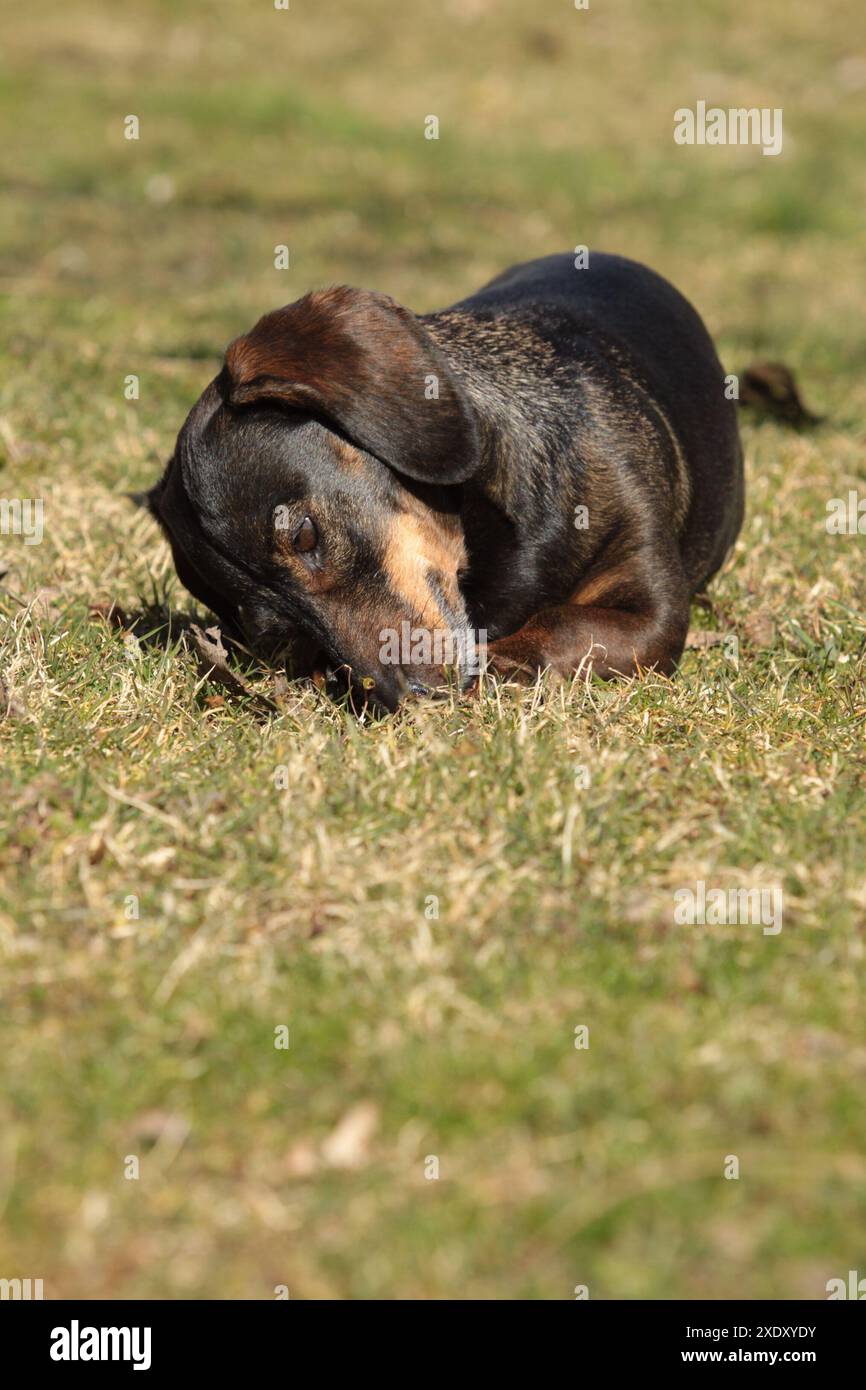 German shorthaired portrait hi-res stock photography and images - Alamy