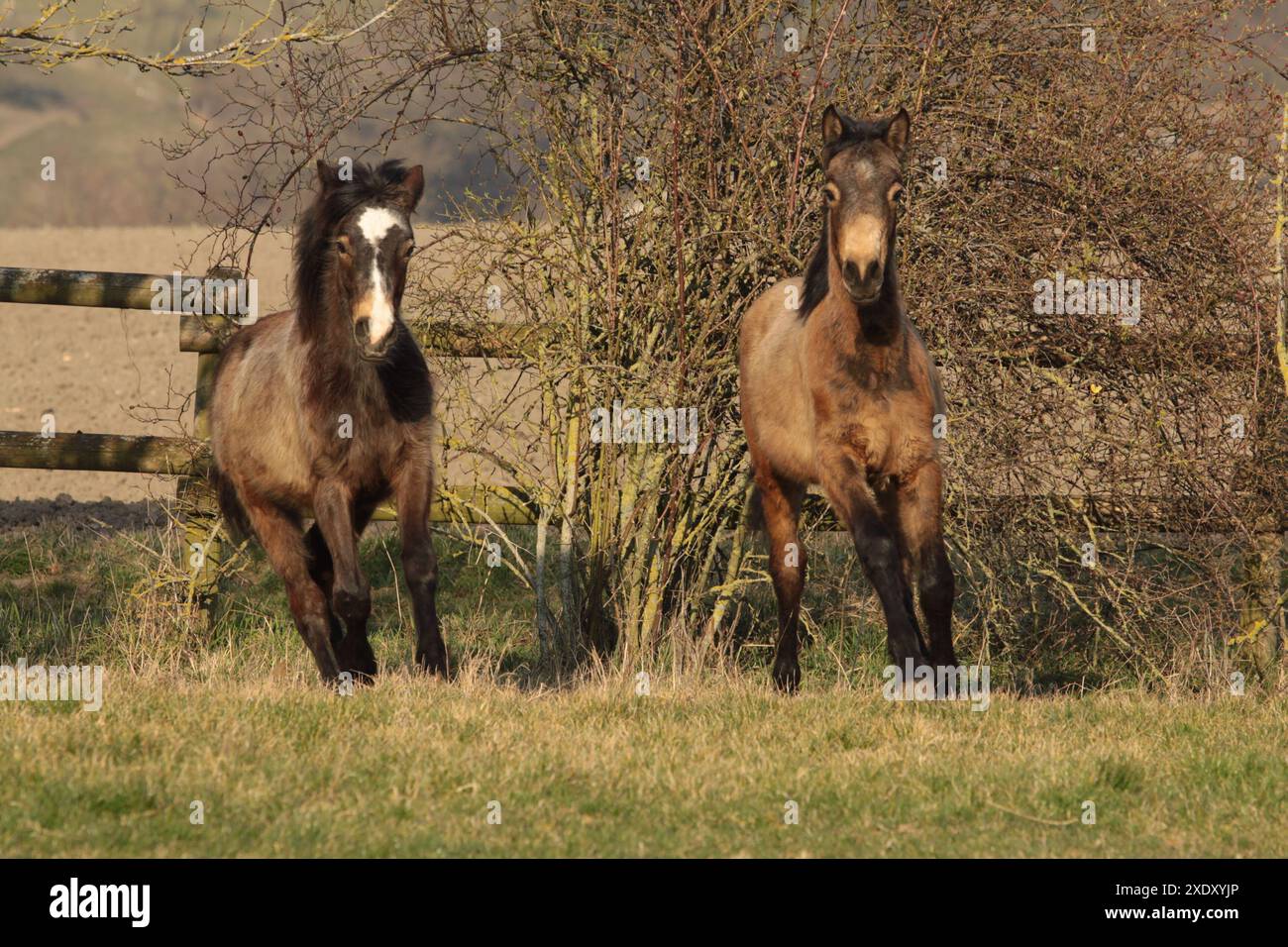 Two Connemara Foals trotting together Stock Photo - Alamy