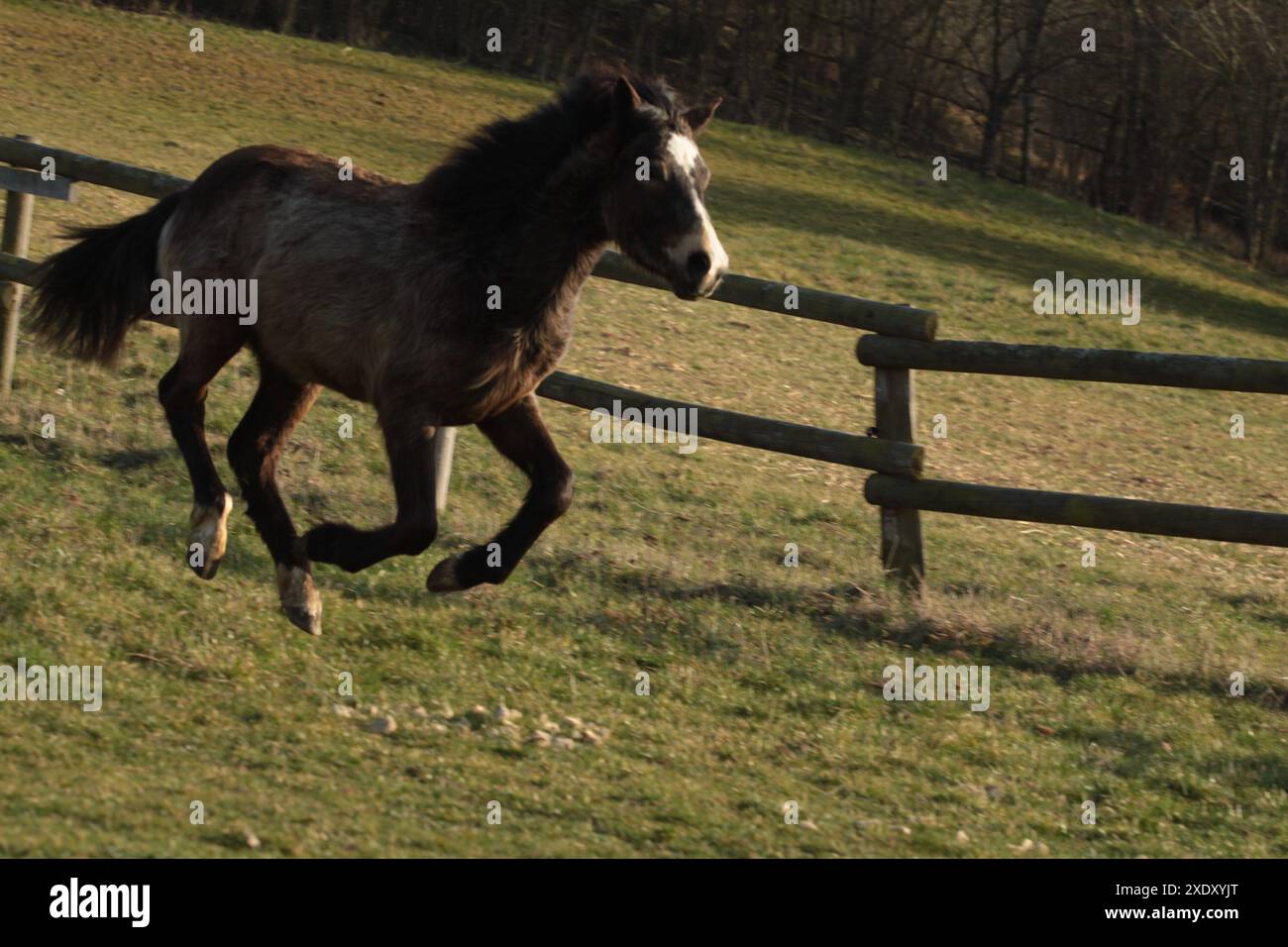 Connemara pony foal galloping in the paddock Stock Photo - Alamy