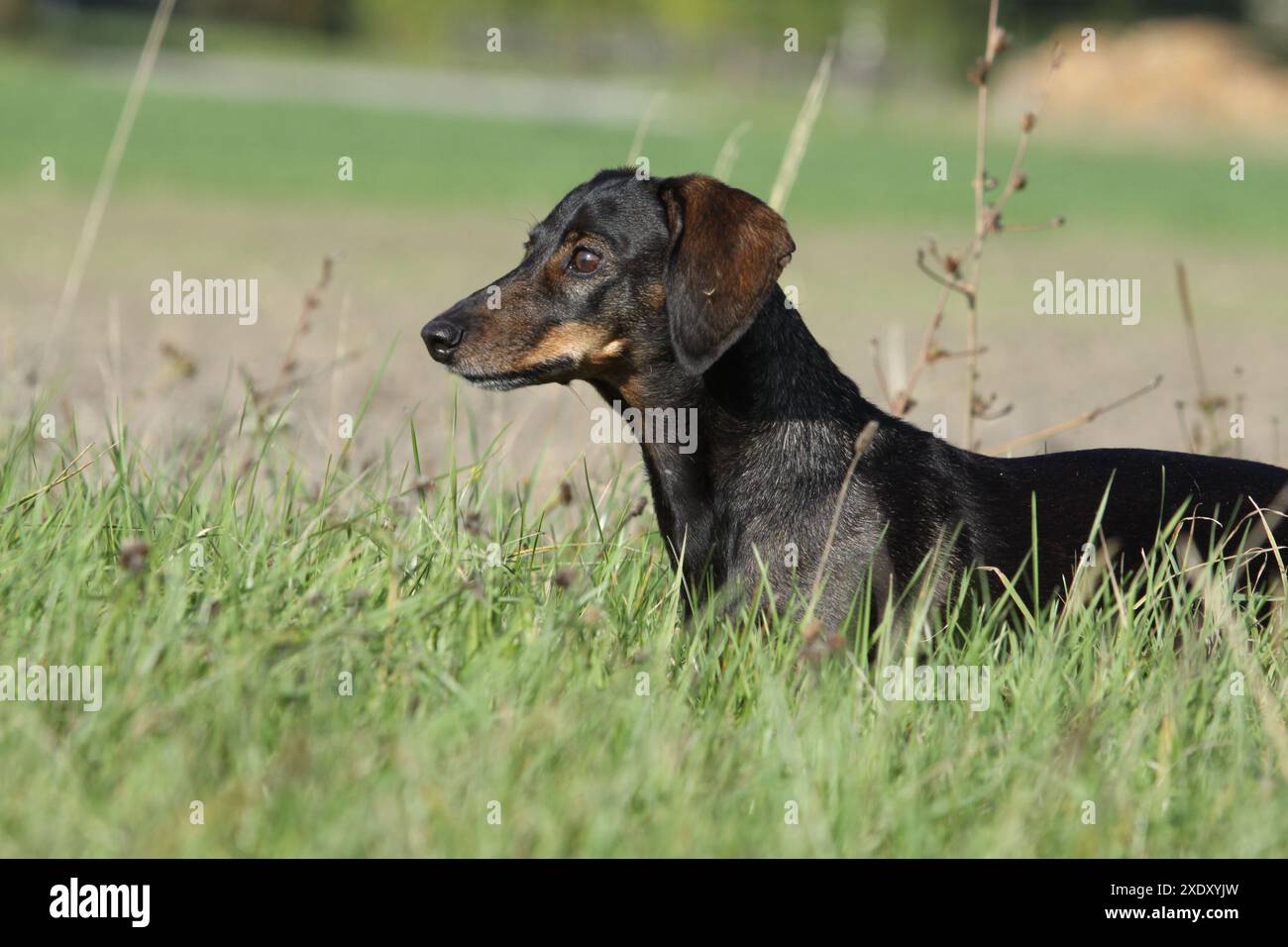 Badger dogs hi-res stock photography and images - Alamy