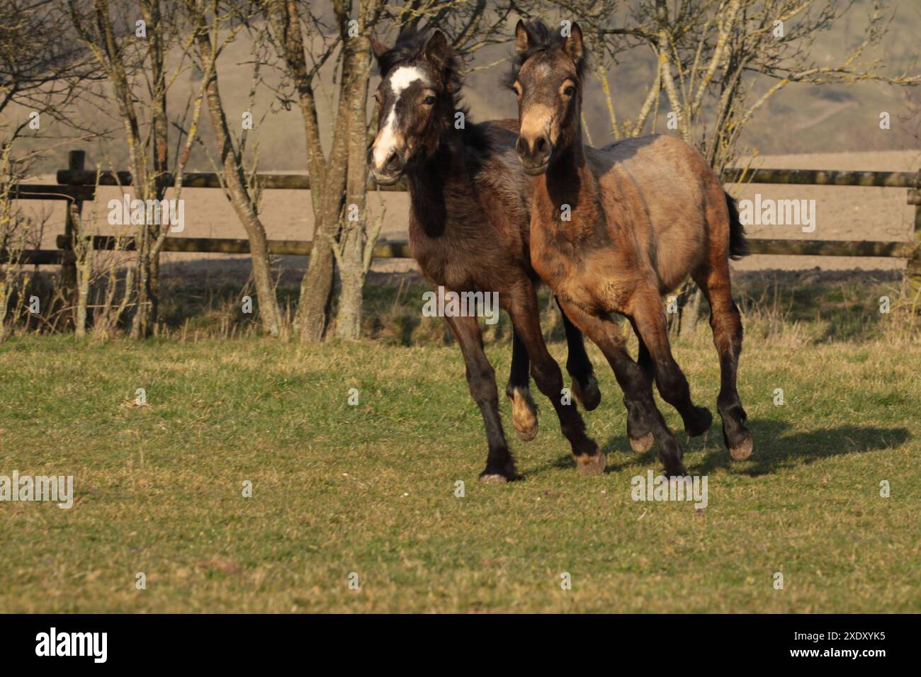 Two Connemara foals galloping together Stock Photo - Alamy