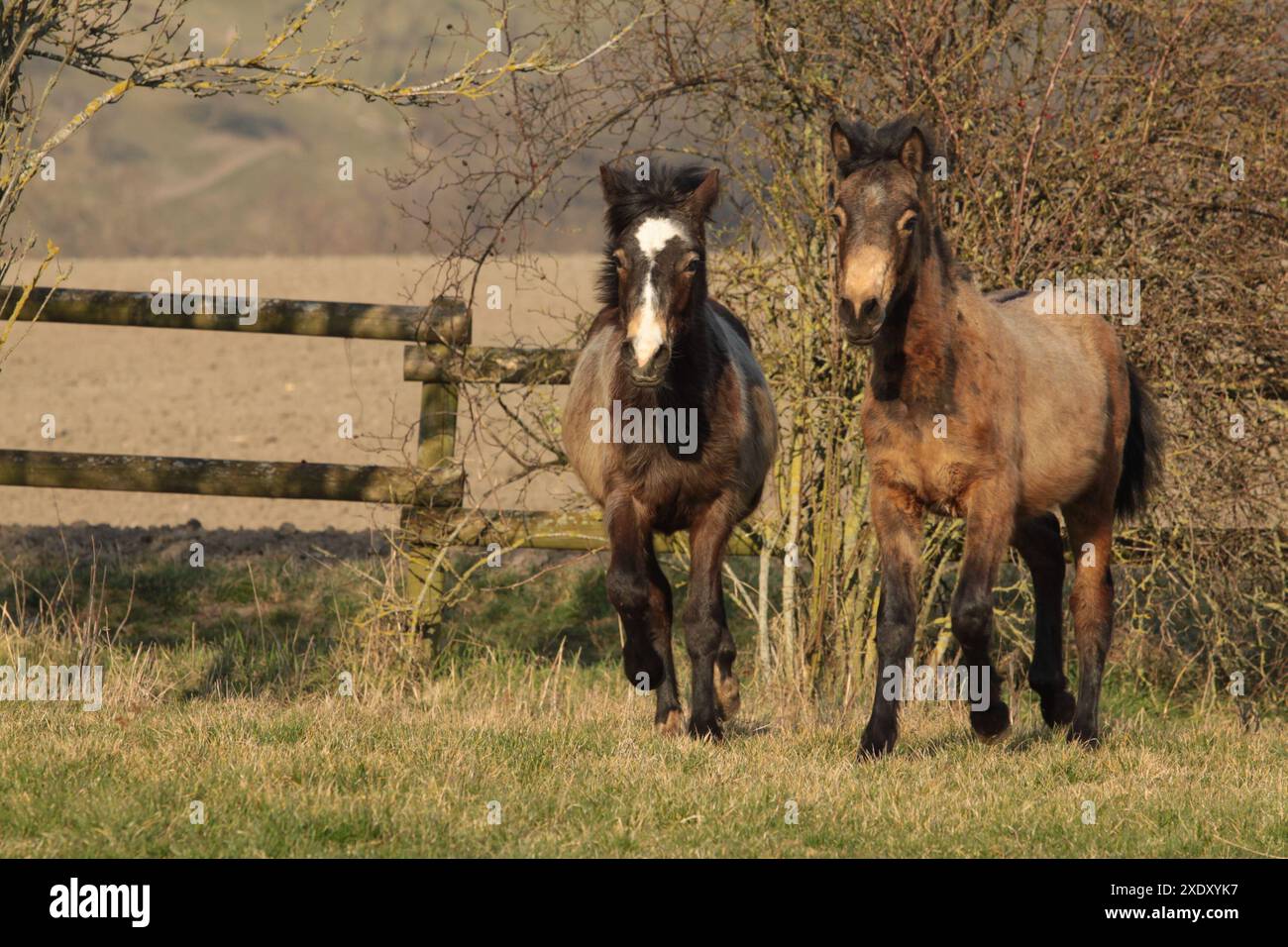 Two horses together hi-res stock photography and images - Alamy