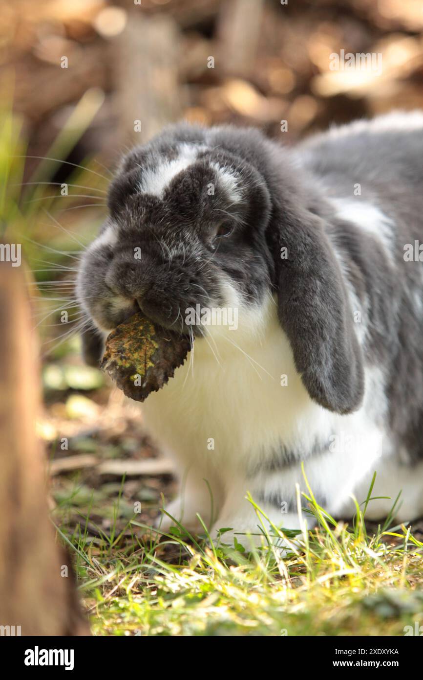 Lop-eared dwarf rabbit Stock Photo - Alamy
