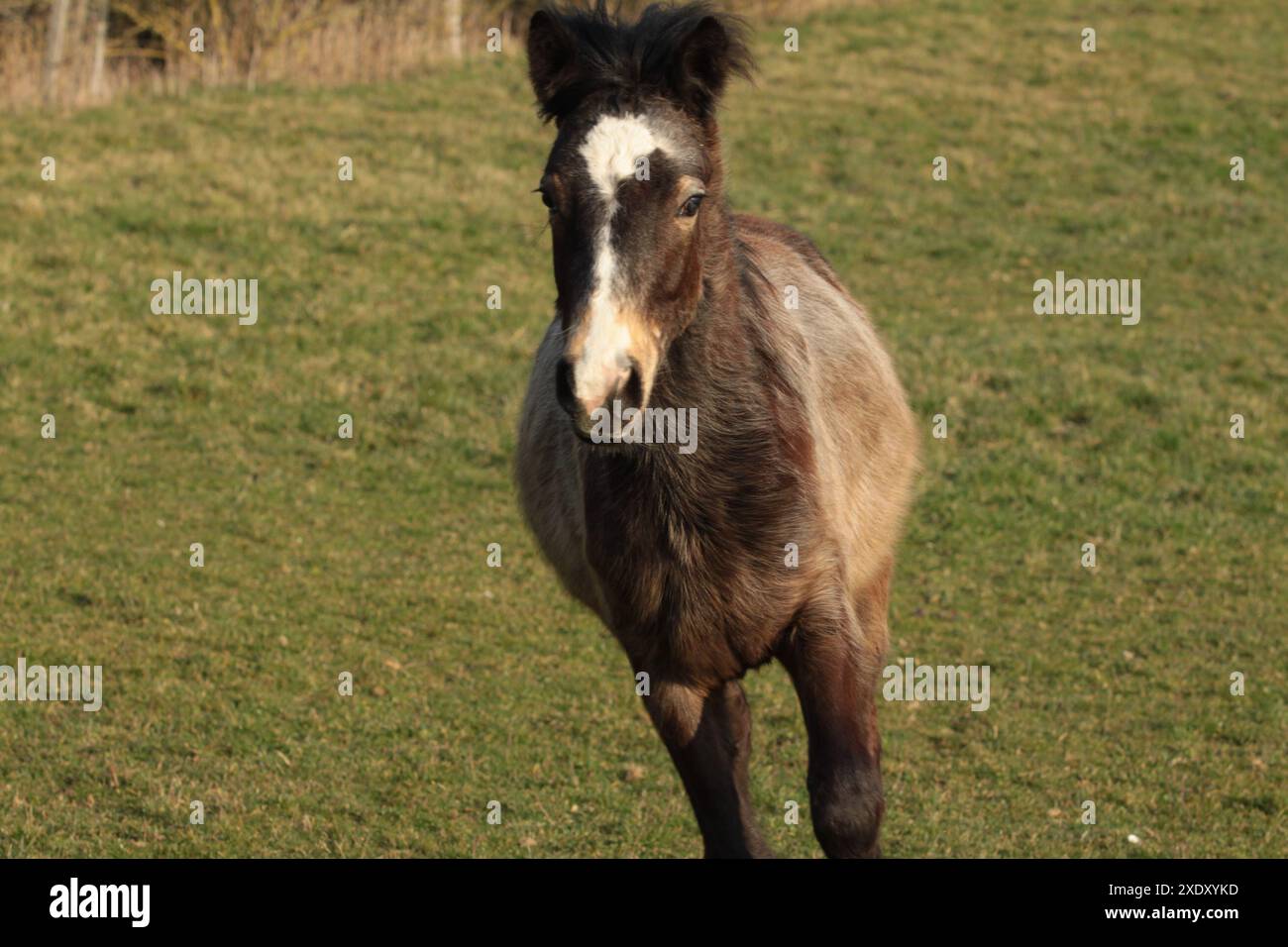 Pony horse foal gallop hi-res stock photography and images - Alamy