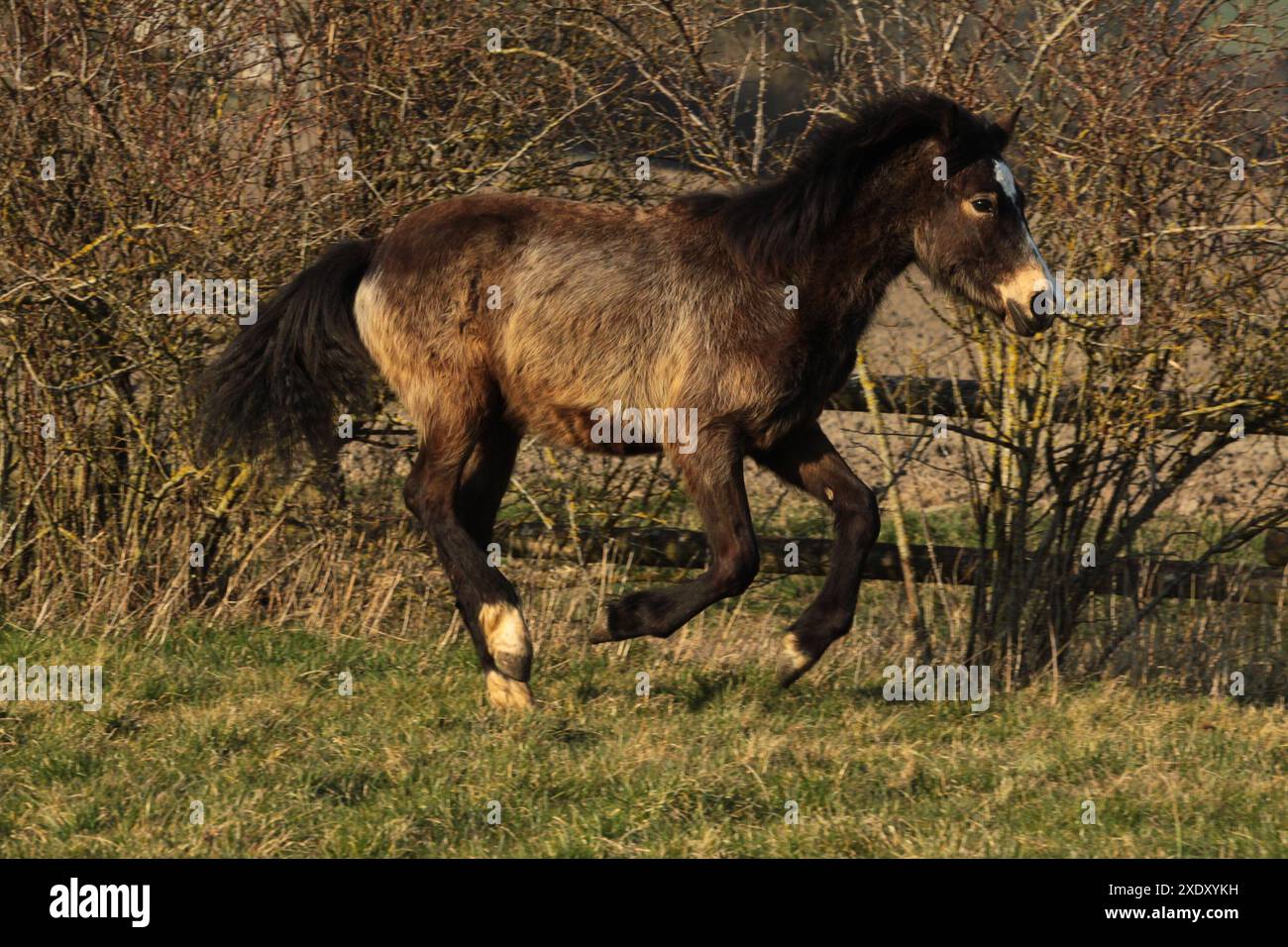 Animal canter cantering gallop galloping horse ponies spring young hi ...