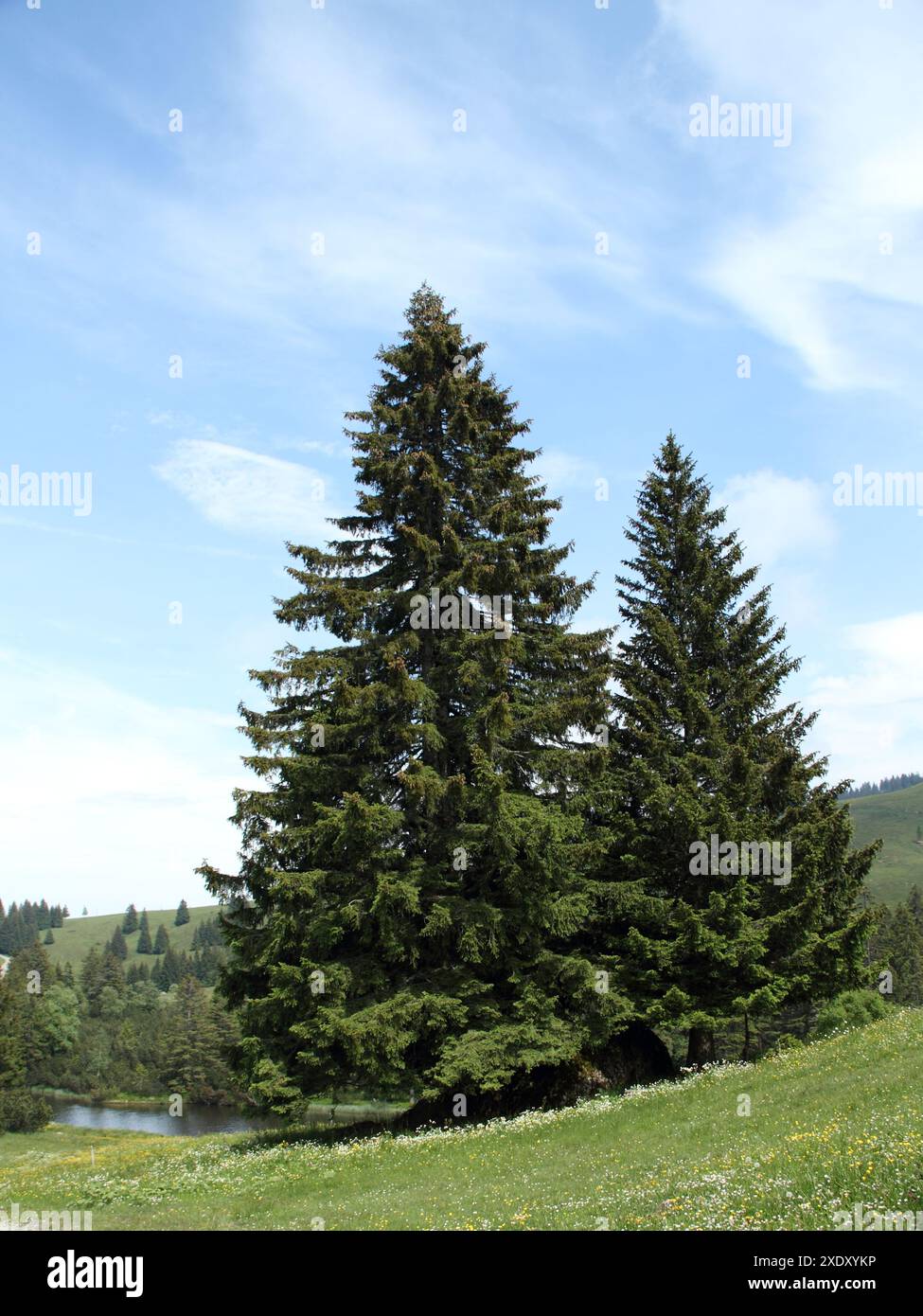 Conifere hi-res stock photography and images - Alamy