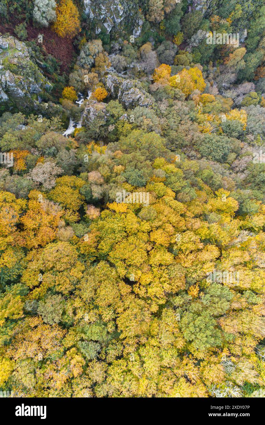 Aerial drone view of autumn foliage in deciduous forest in northern Spain Stock Photo - Alamy