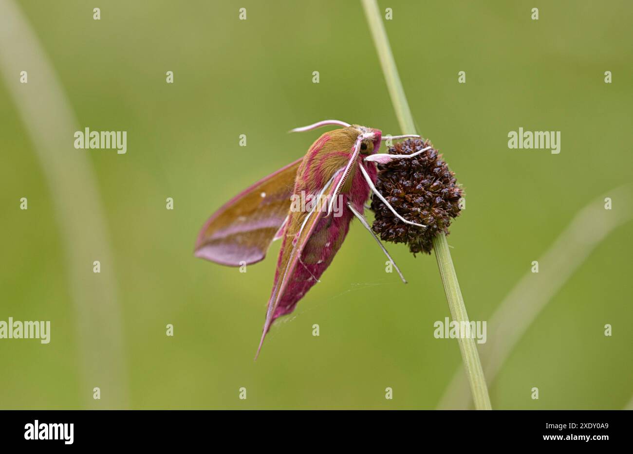 Close up image elephant hawk moth (Deilephila elponor) moth on grass ...