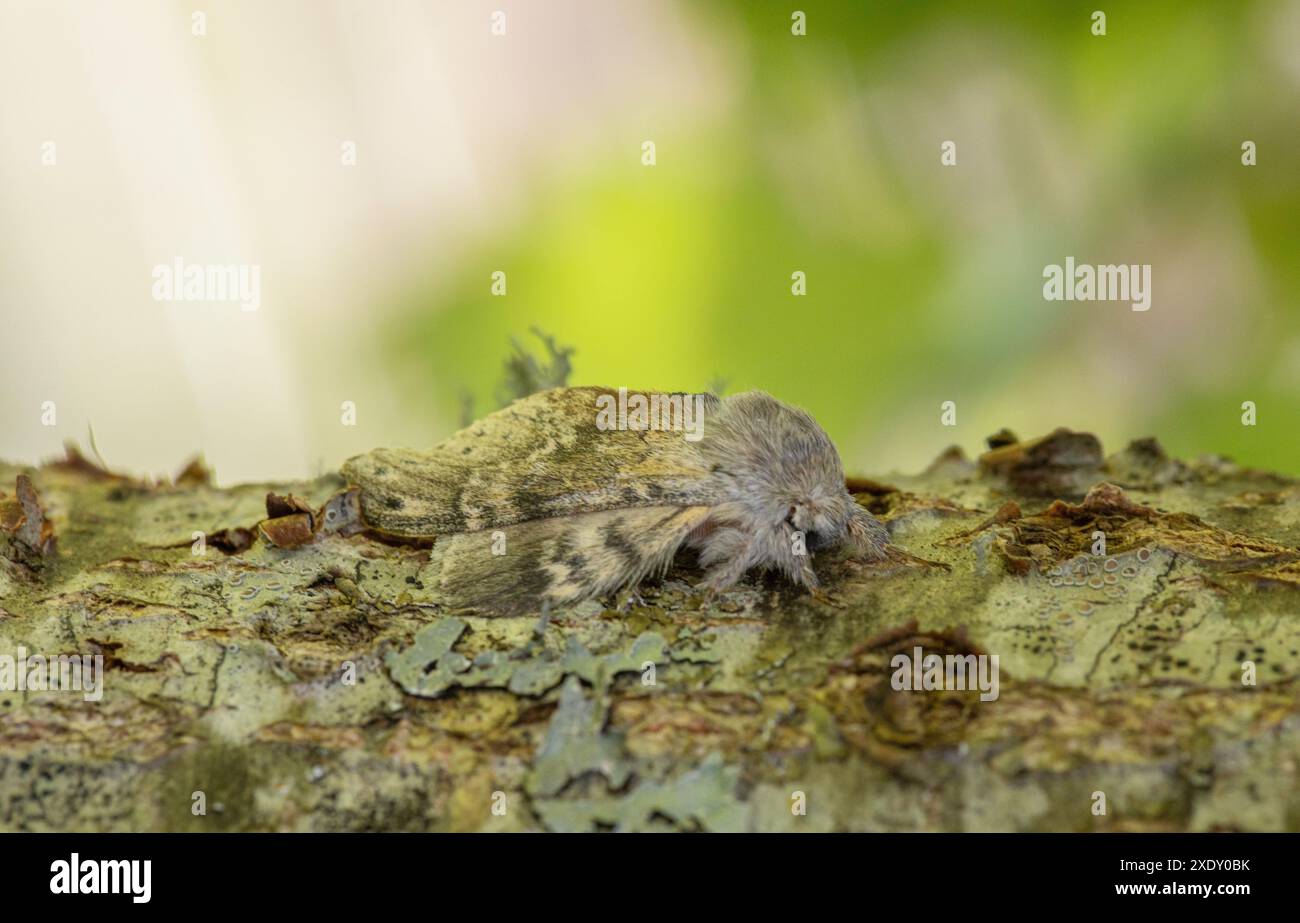 Lobster (Stauropus fagi) moth well camouflaged on oak tree bark in an ...