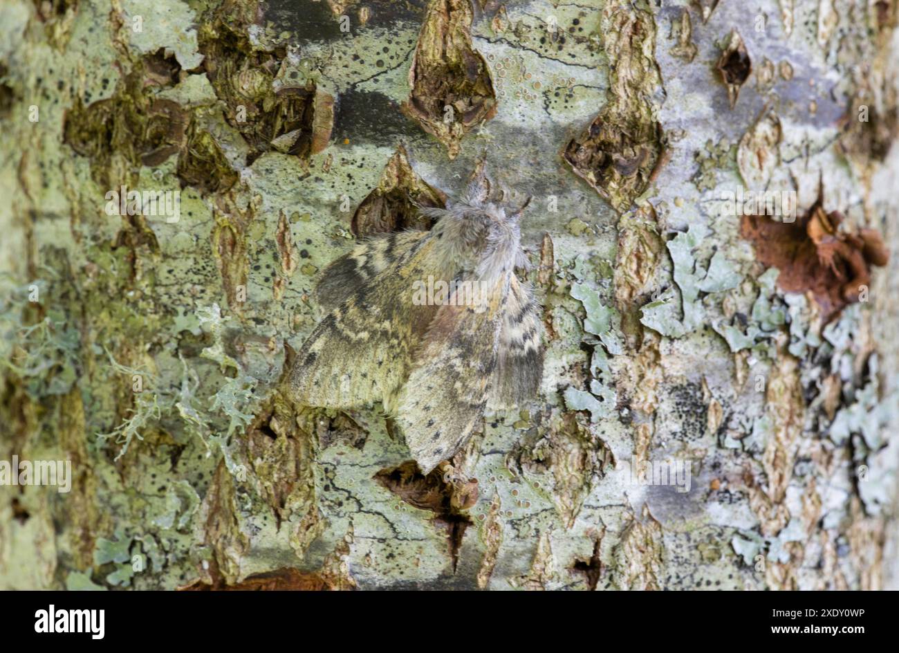 Lobster (Stauropus fagi) moth well camouflaged on oak tree bark in an ...