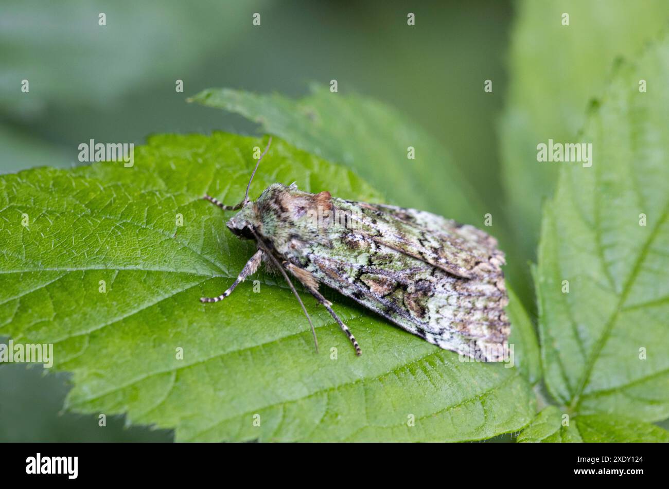 Mullein Wave (Scopula marginpunctata) on bramble leaf, in area managed ...