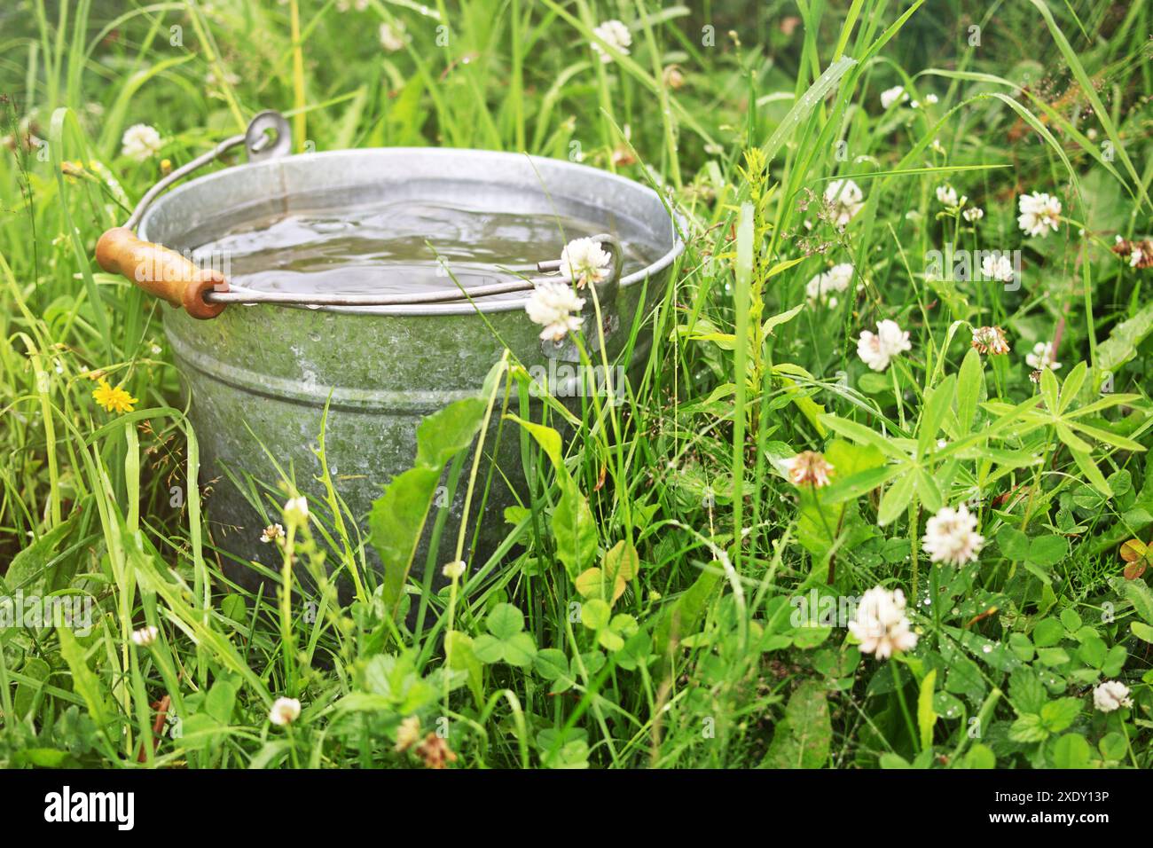Bucket with rain water Stock Photo - Alamy