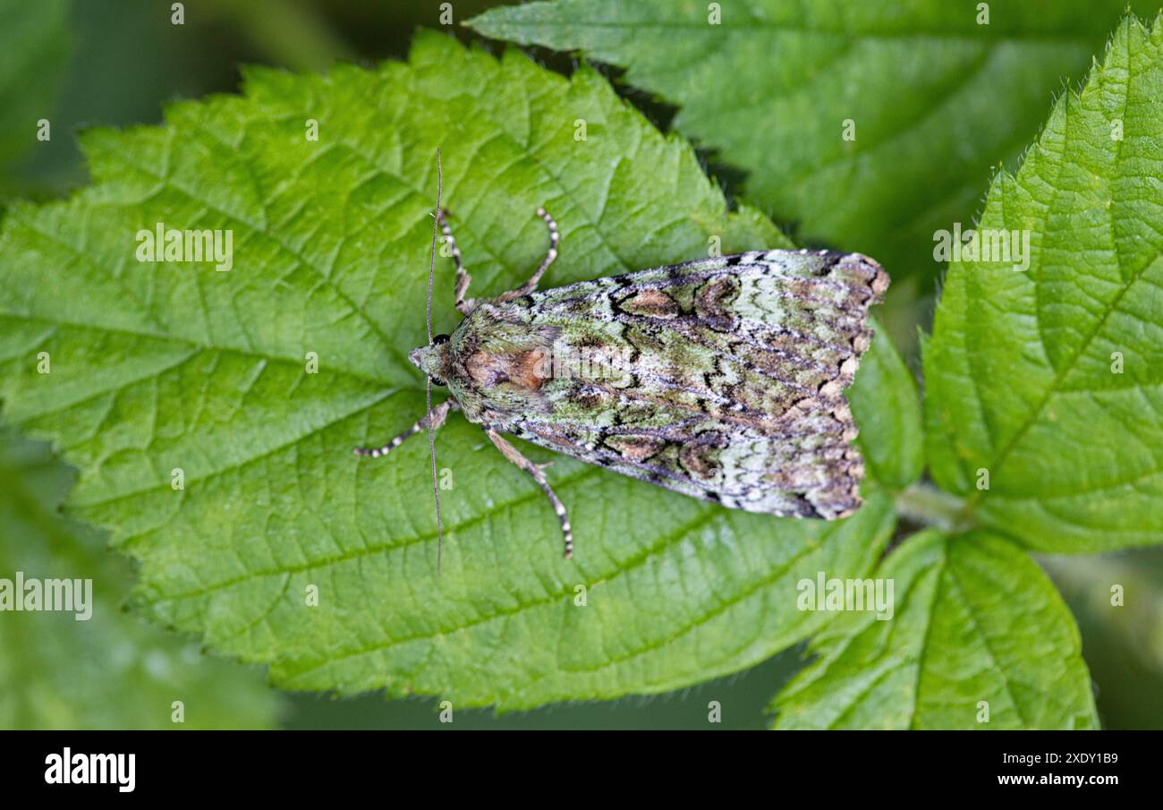 Mullein Wave (Scopula marginpunctata) on bramble leaf, in area managed ...