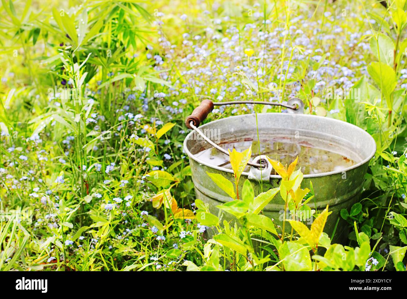 Bucket with water after rain Stock Photo - Alamy
