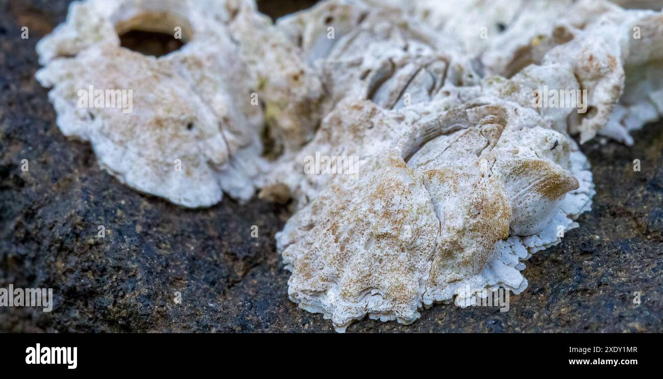 Barnacles up close hi-res stock photography and images - Alamy
