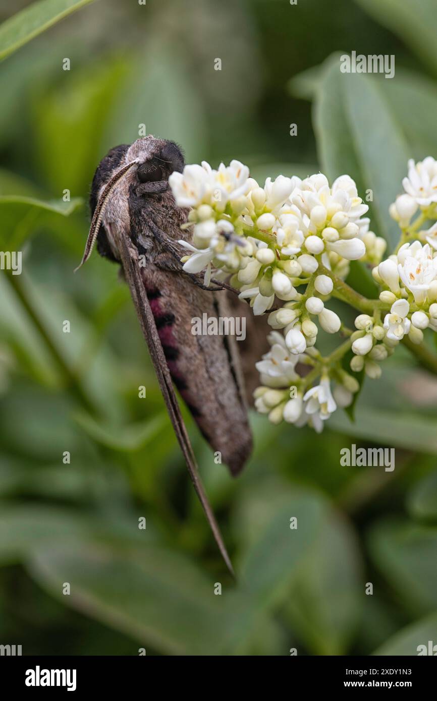 Privet hawk moth (Sphinx ligustri) on white flowers, Haldon Forest Park ...