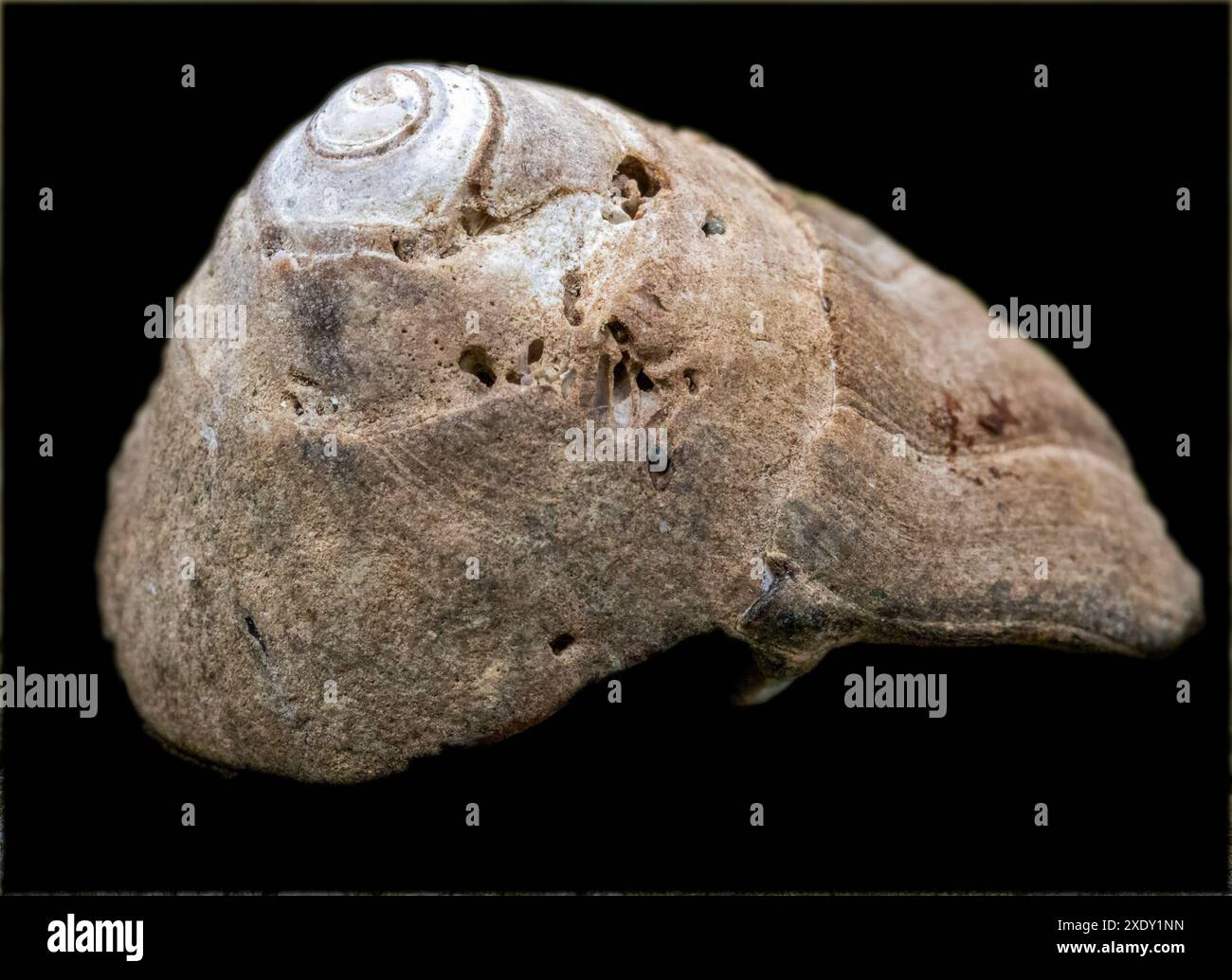 Close up macro of a small shell Stock Photo - Alamy