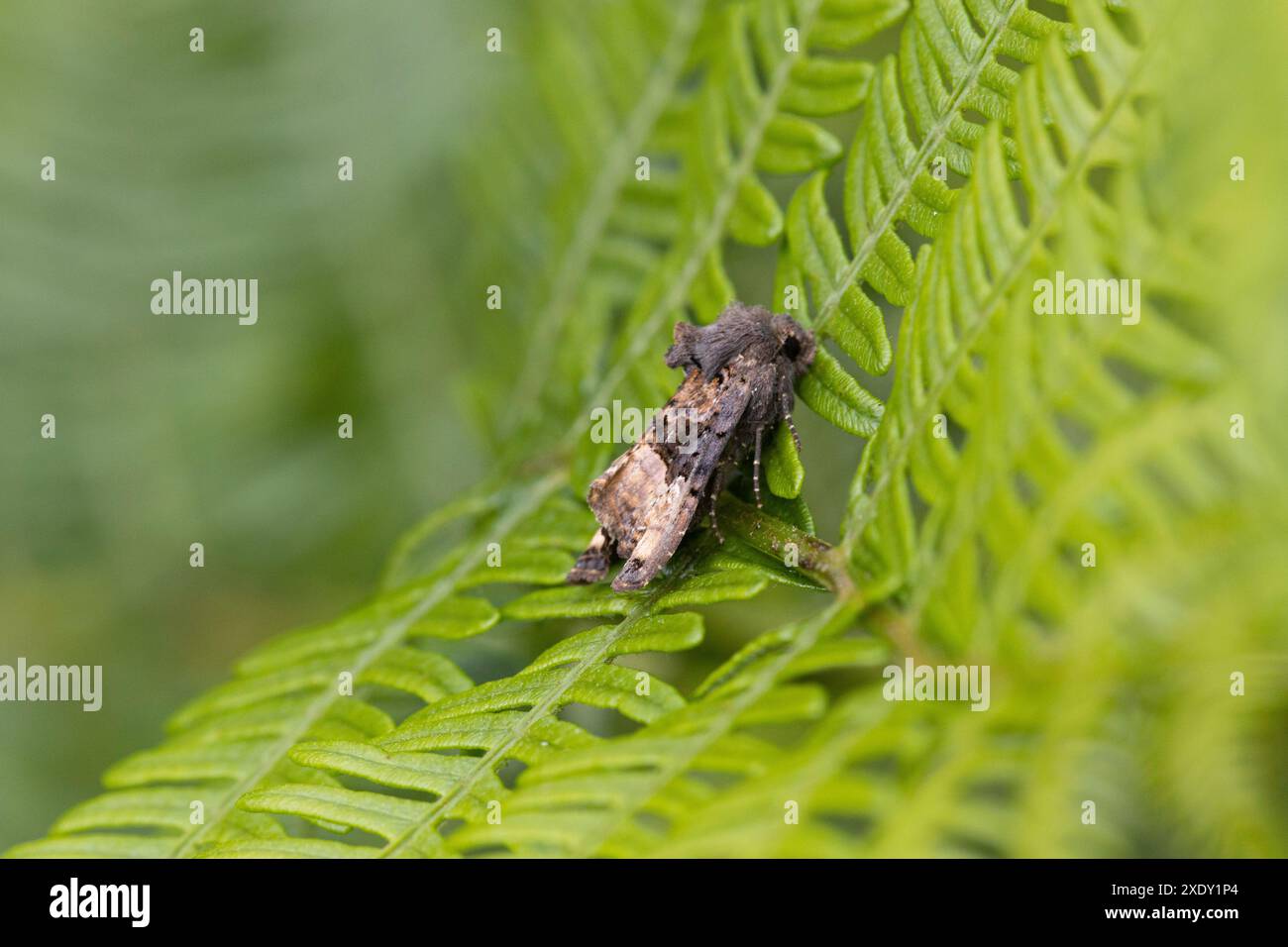 Small Angle Shades (Euplexia lucipara) moth on bracken leaf, Haldon ...