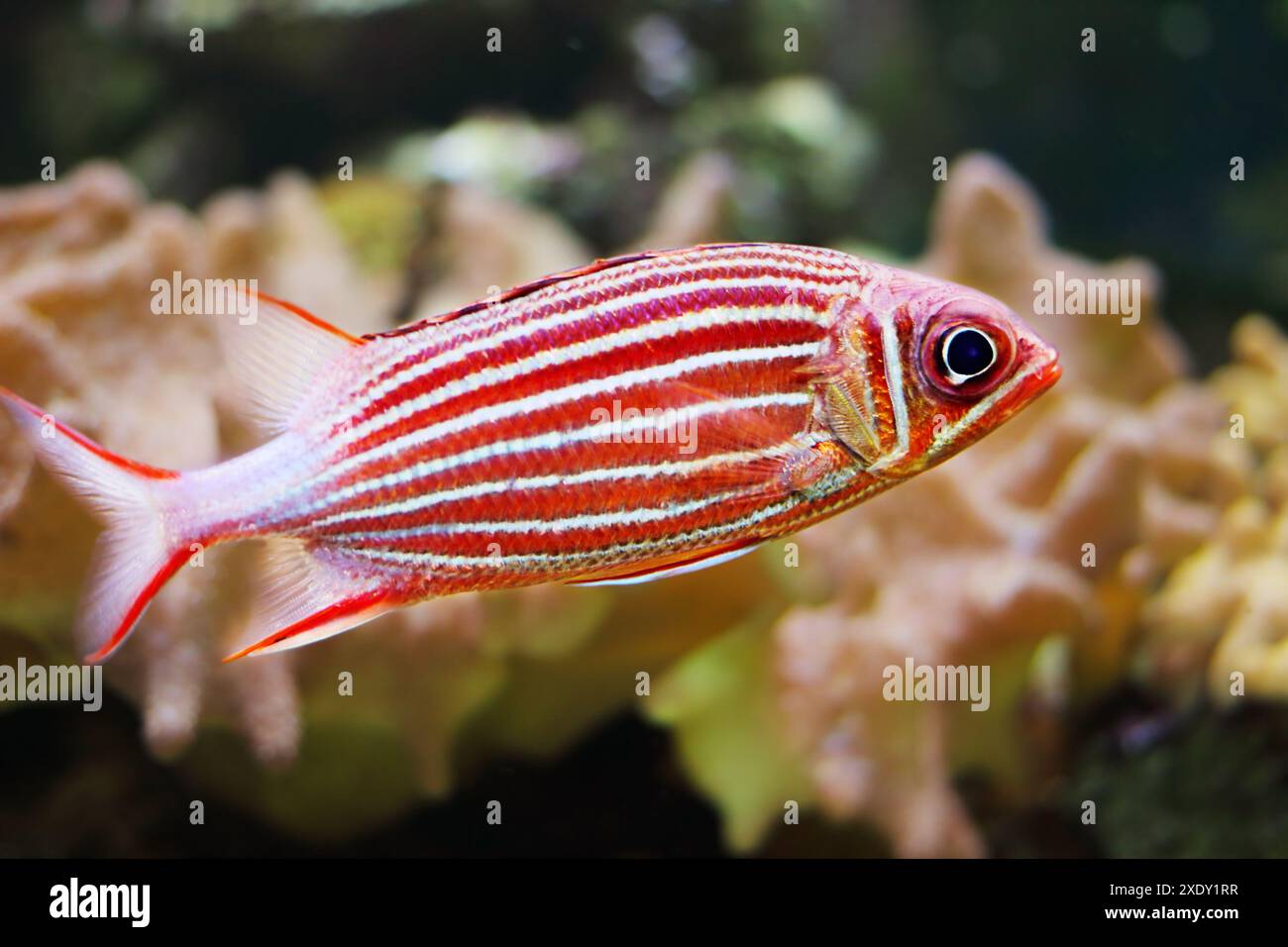 Red striped fish. Crowned squirrelfish Stock Photo - Alamy