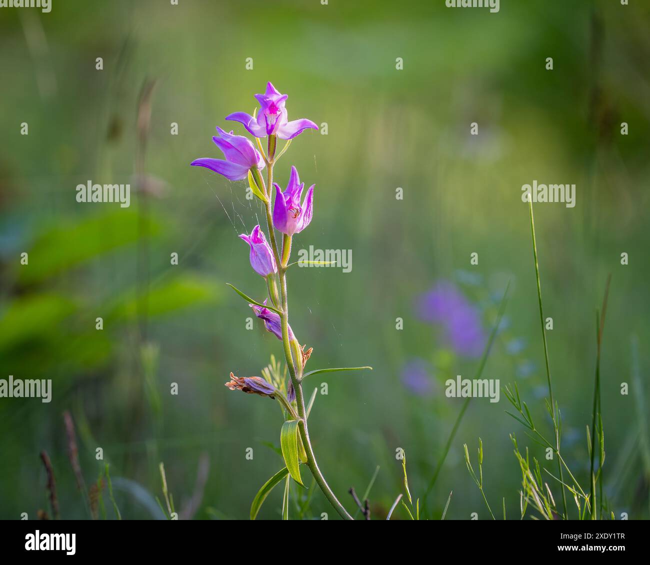 Closeup of a flowering red helleborine orchid. Orchid Red helleborine ...