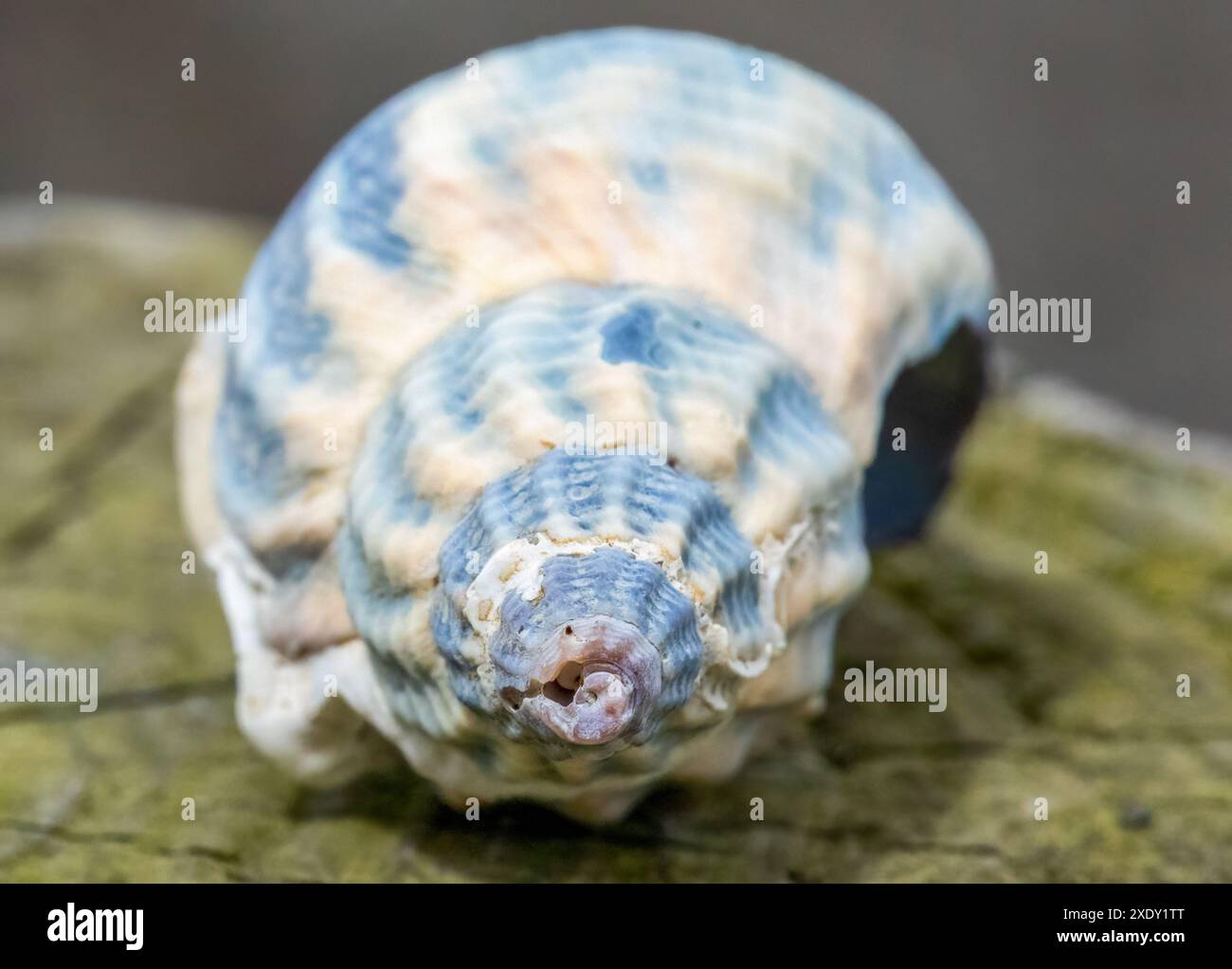 Close up macro of a small shell Stock Photo - Alamy