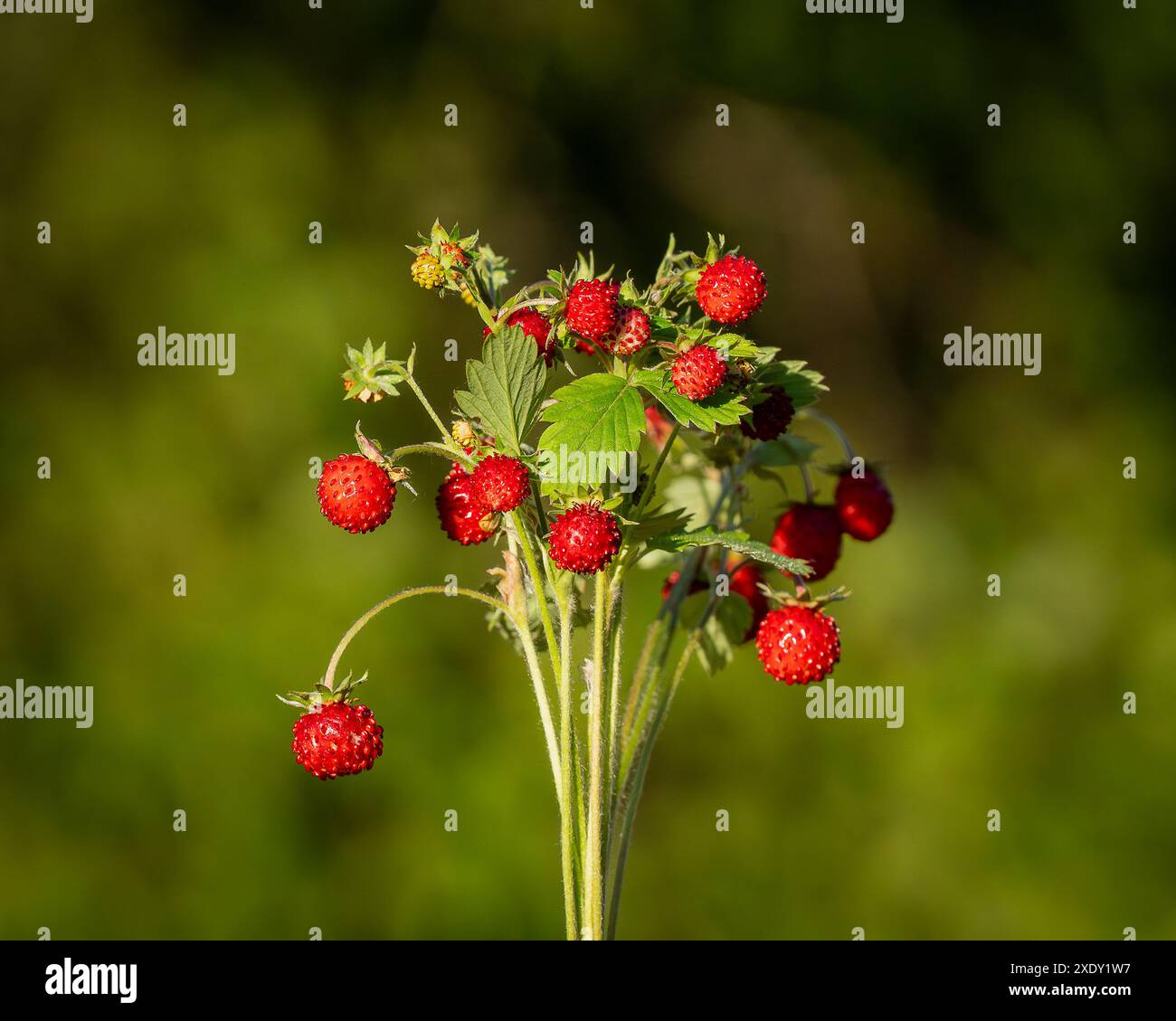 Fruits bouquet hi-res stock photography and images - Alamy
