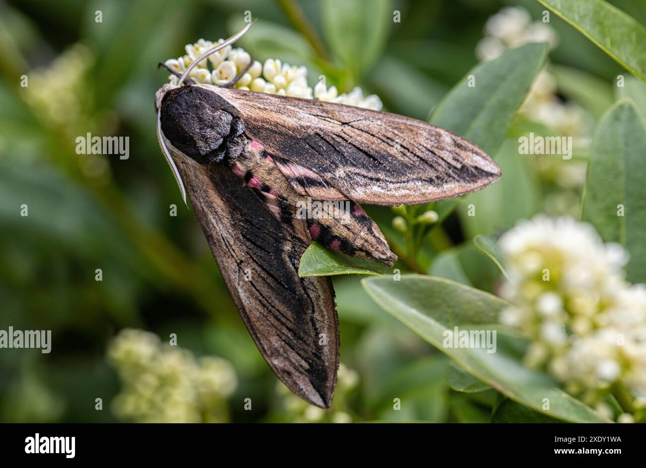 Privet hawk moth (Sphinx ligustri) on white flowers, Haldon Forest Park ...
